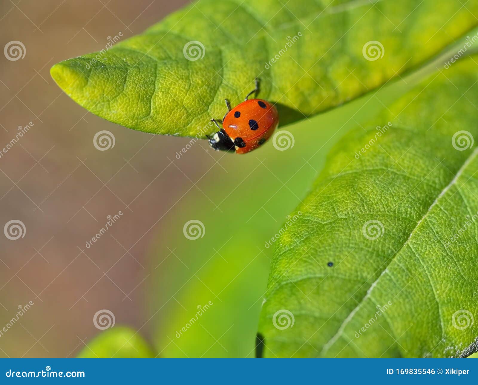 Ladybug Walks on Fresh Leaf Stock Photo - Image of summer, close: 169835546