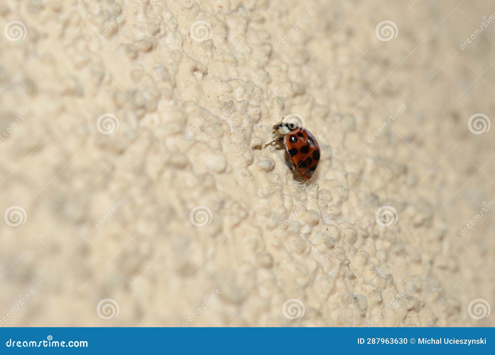 Ladybug on the wall stock photo. Image of small, bright - 287963630
