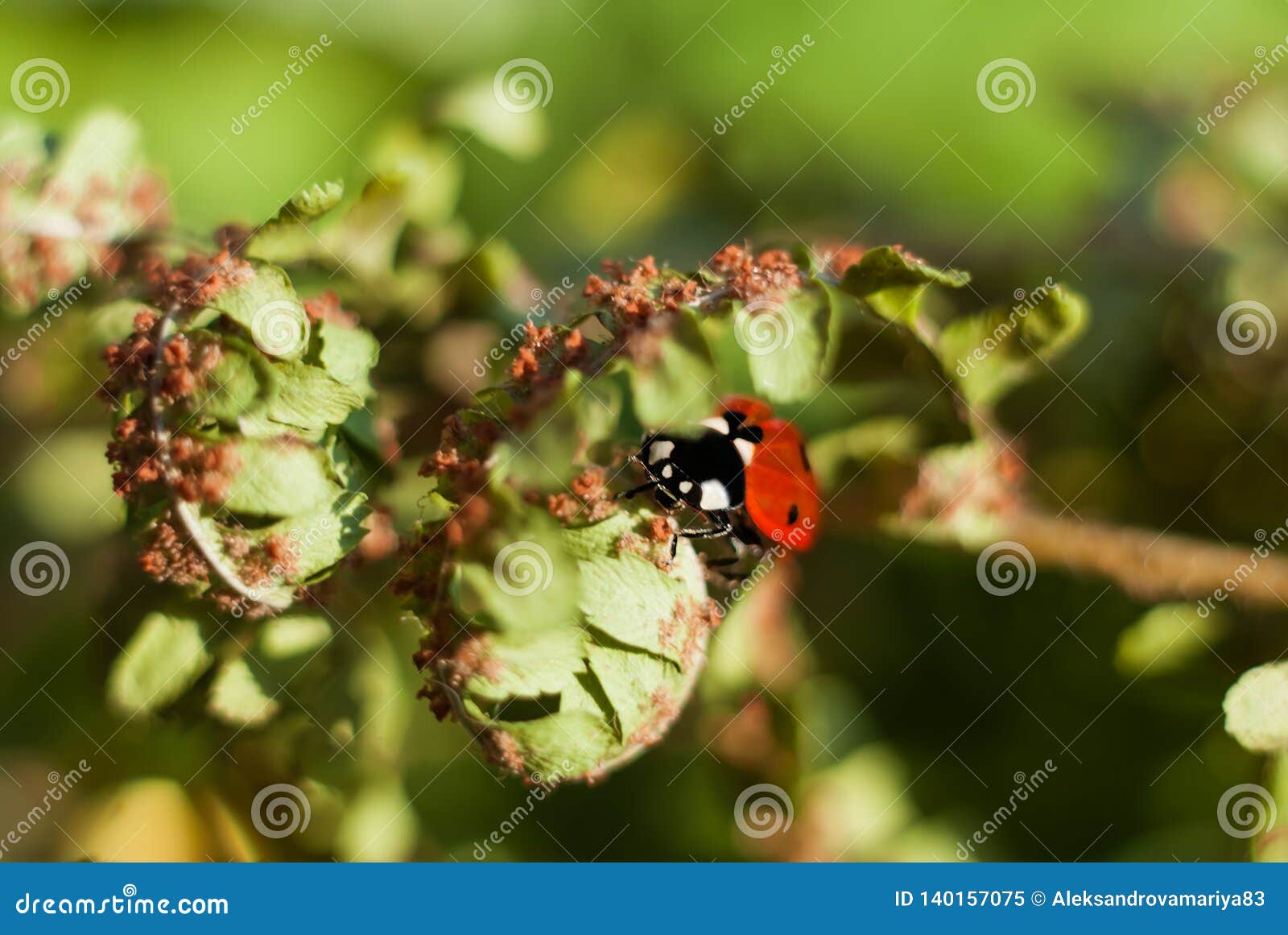 Ladybug Was Hiding between the Leaves of a Fern Stock Image - Image of ...
