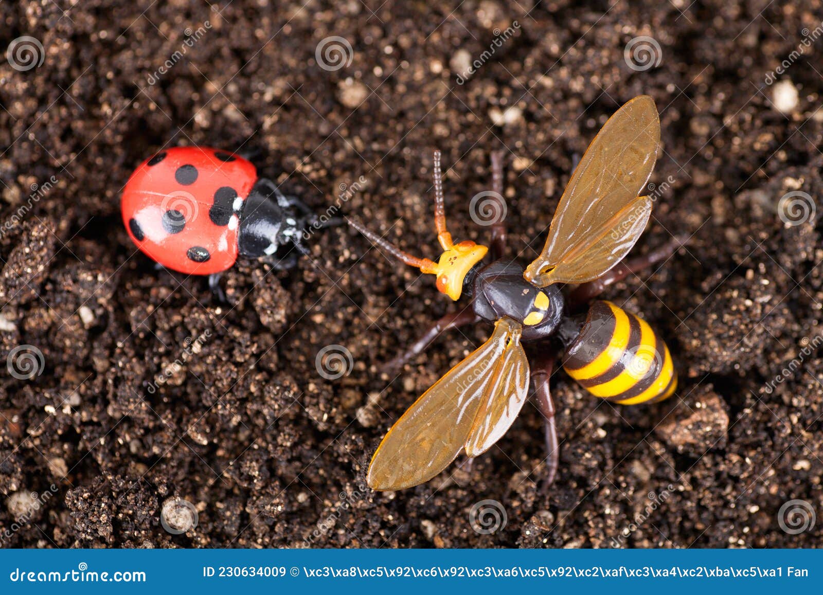 A Ladybug and a Wasp on the Ground Stock Image - Image of climb, leaves ...