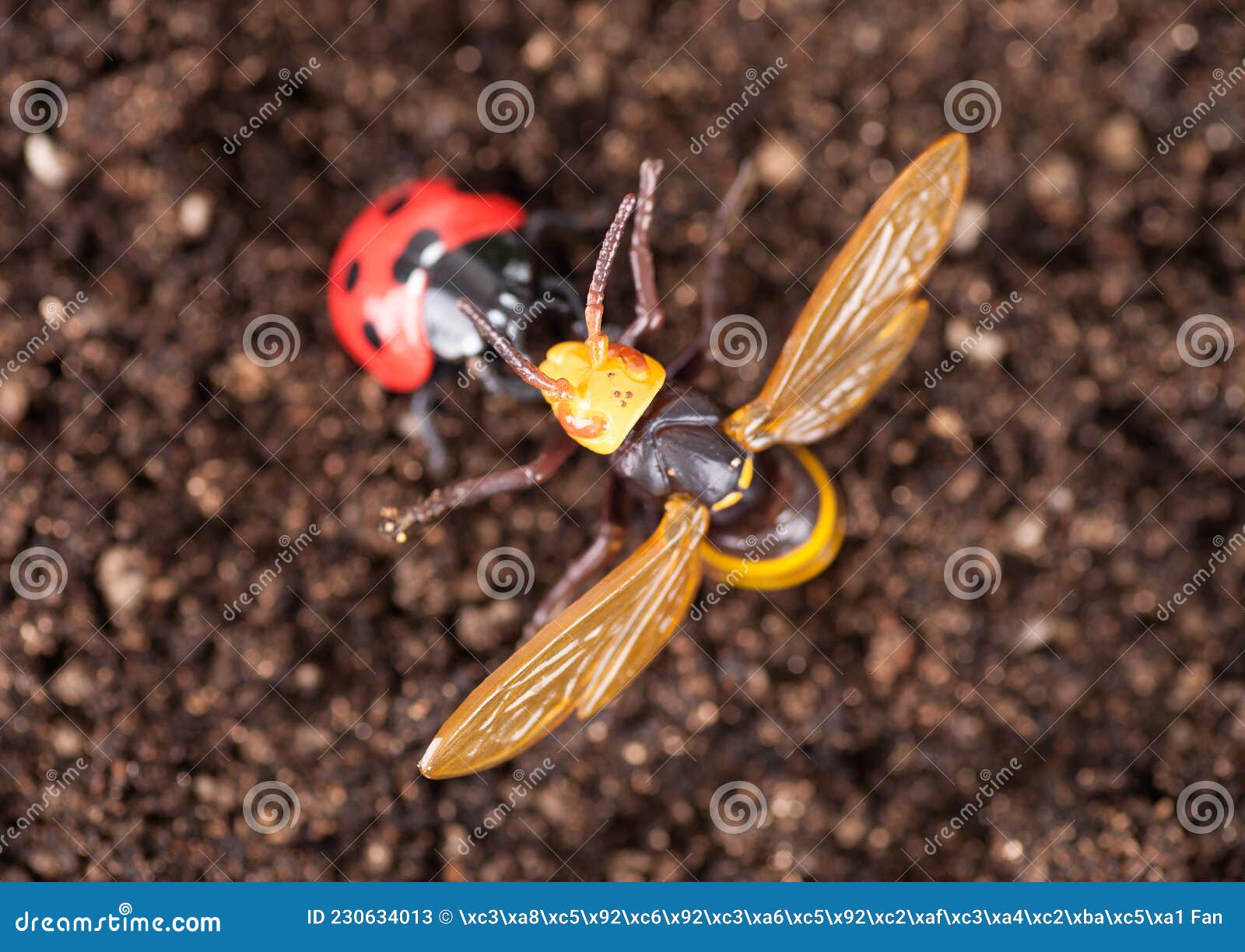 A Ladybug and a Wasp on the Ground Stock Image - Image of flying ...