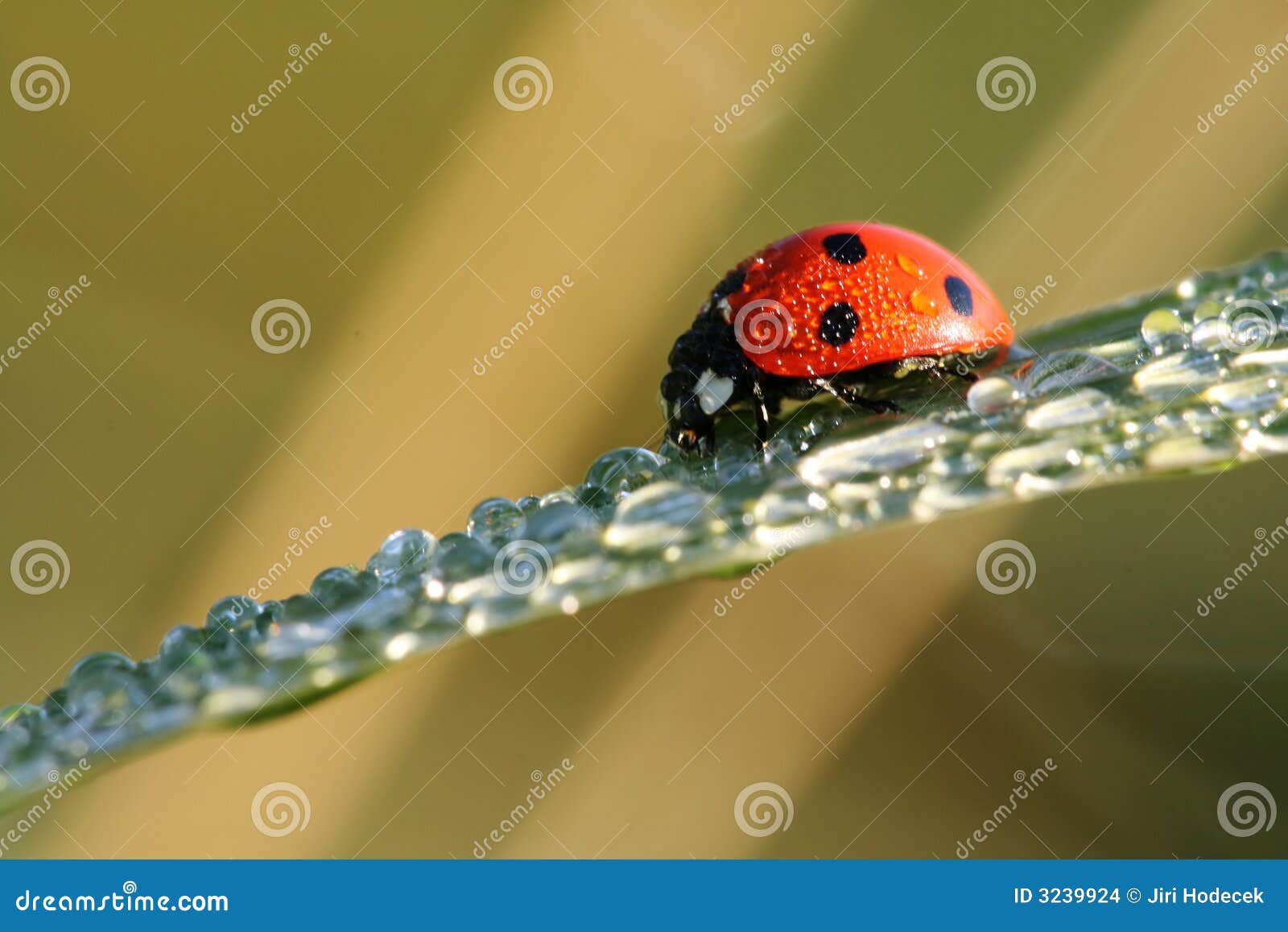 Ladybug with water drops stock photo. Image of ecology - 3239924