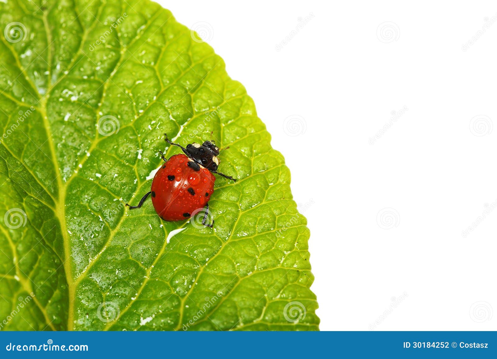 Ladybug on leaf stock photo. Image of flora, morning - 30184252