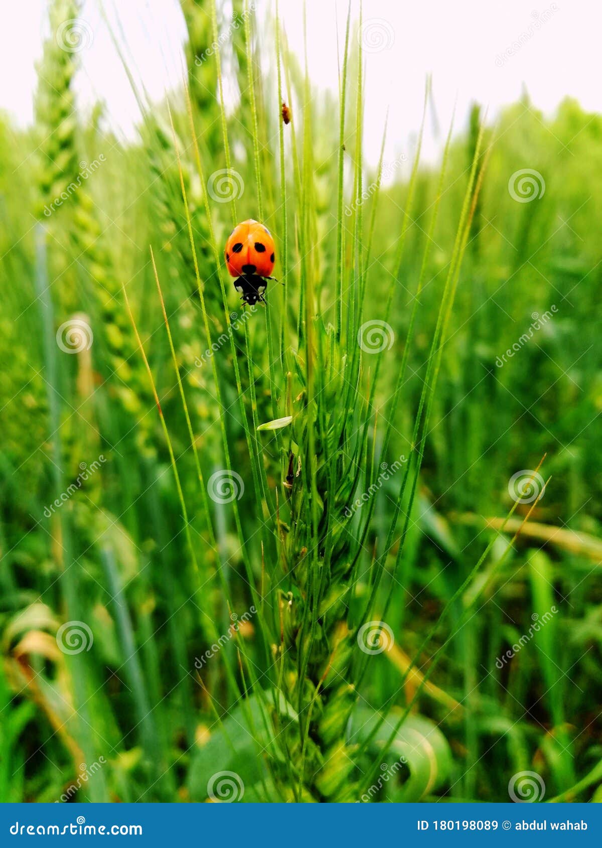 Ladybug wheatcrop daytime stock image. Image of grass - 180198089