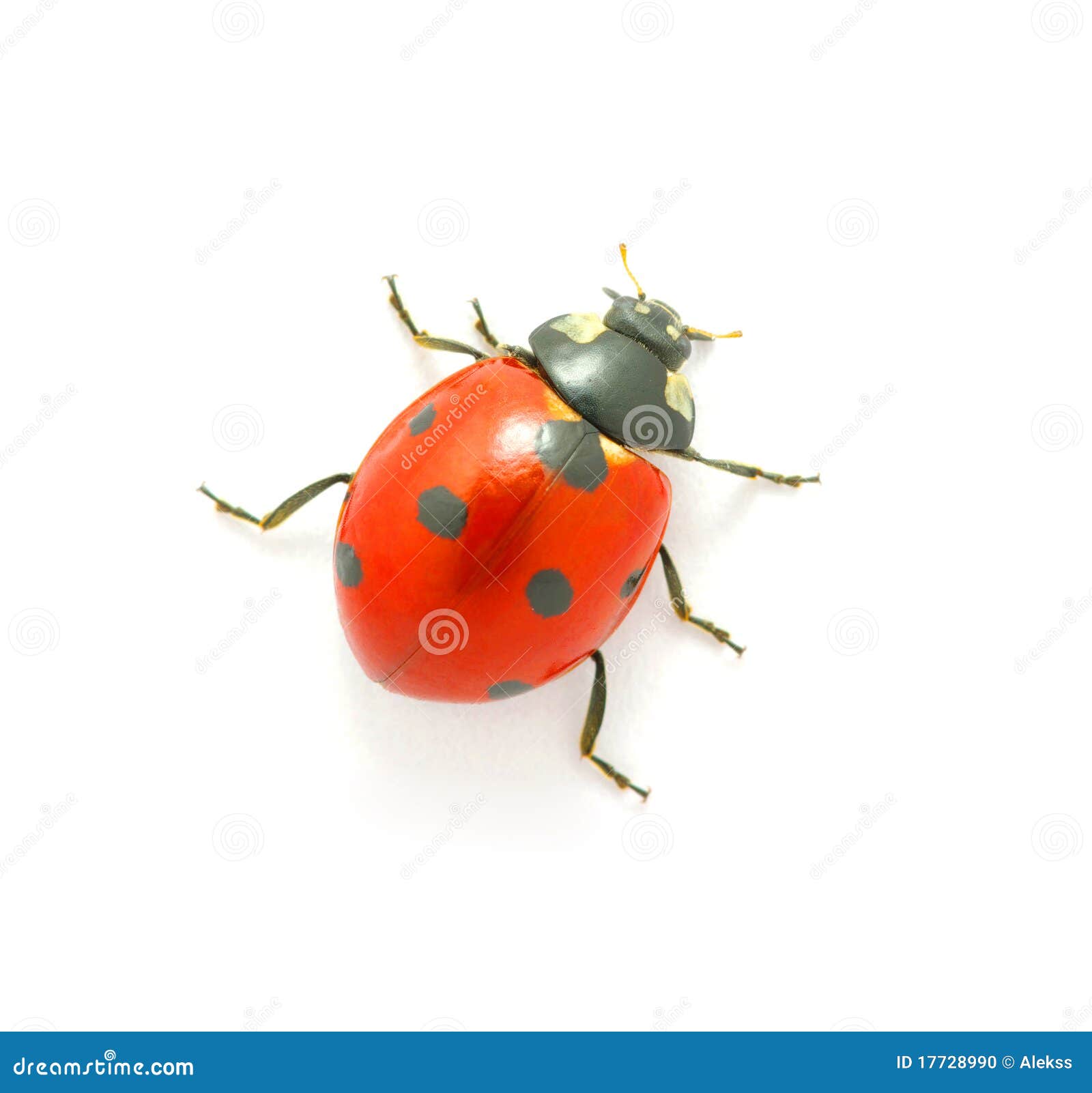 Ladybug on the white stock photo. Image of wild, isolated - 17728990