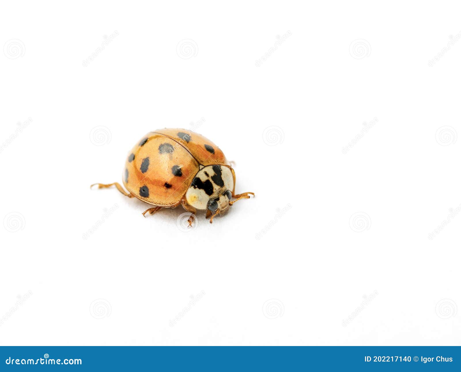 Ladybug on a White Background 2020 Stock Photo - Image of isolated ...