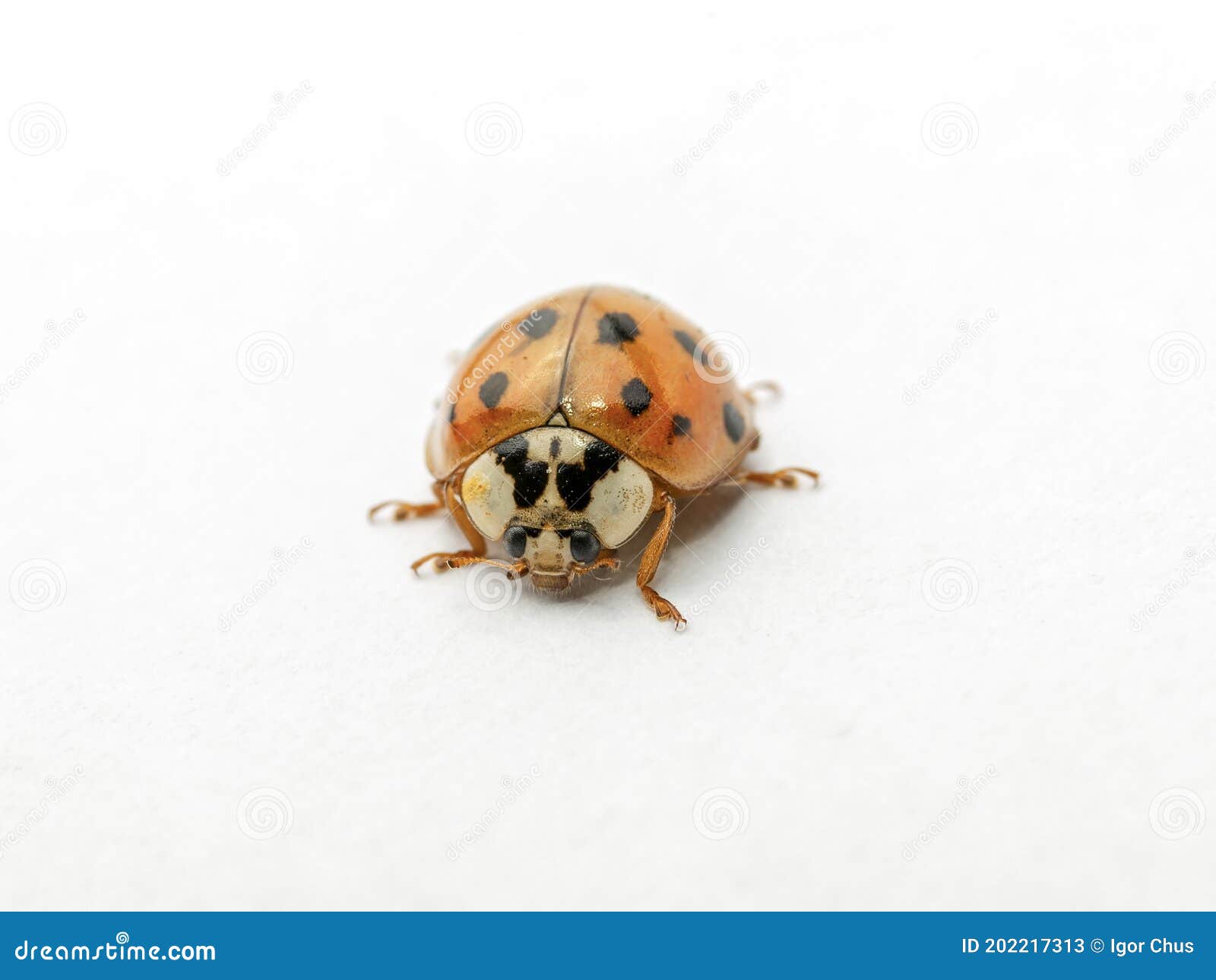Ladybug on a White Background 2020 Stock Image - Image of spot, white ...