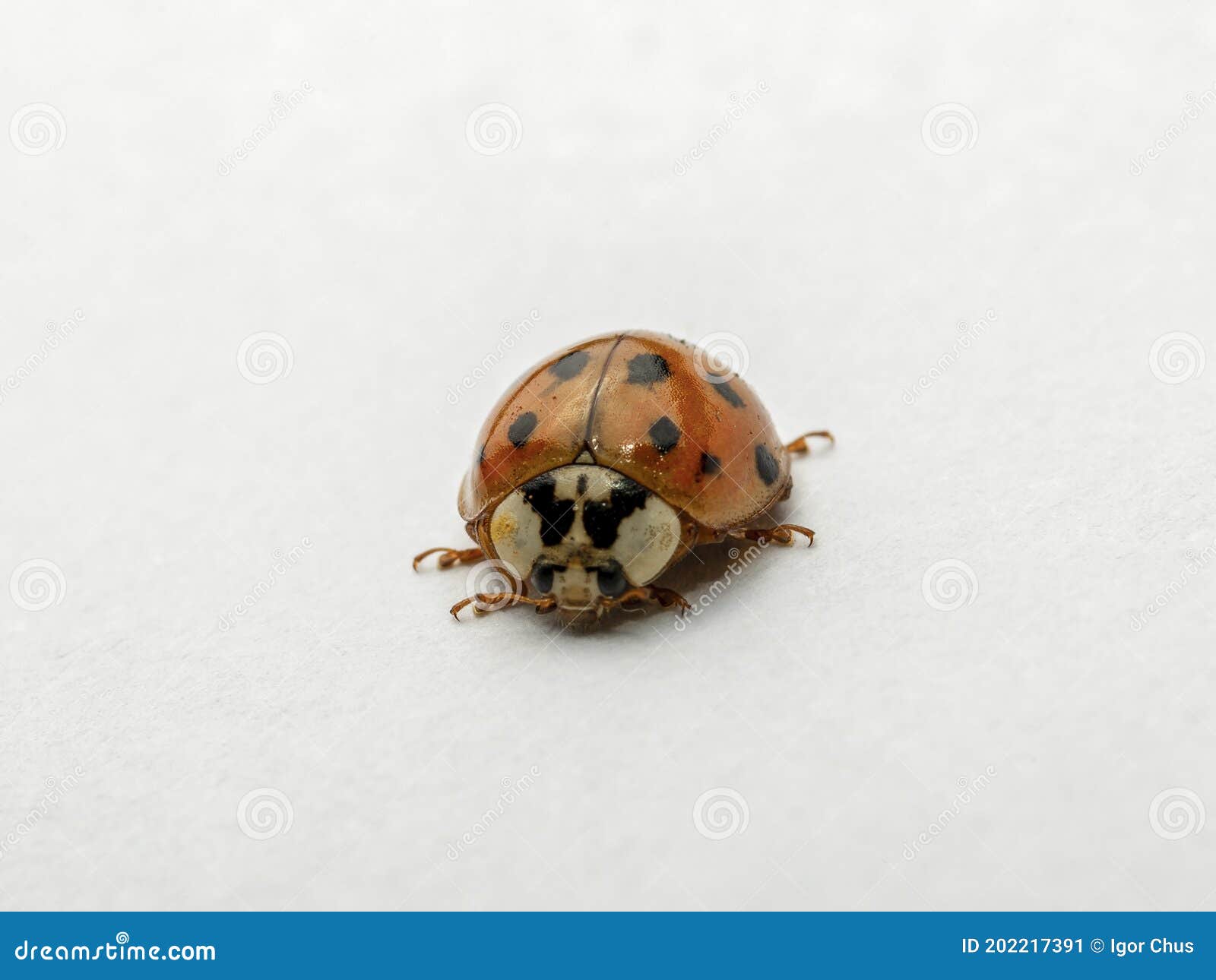 Ladybug on a White Background 2020 Stock Image - Image of beetle ...