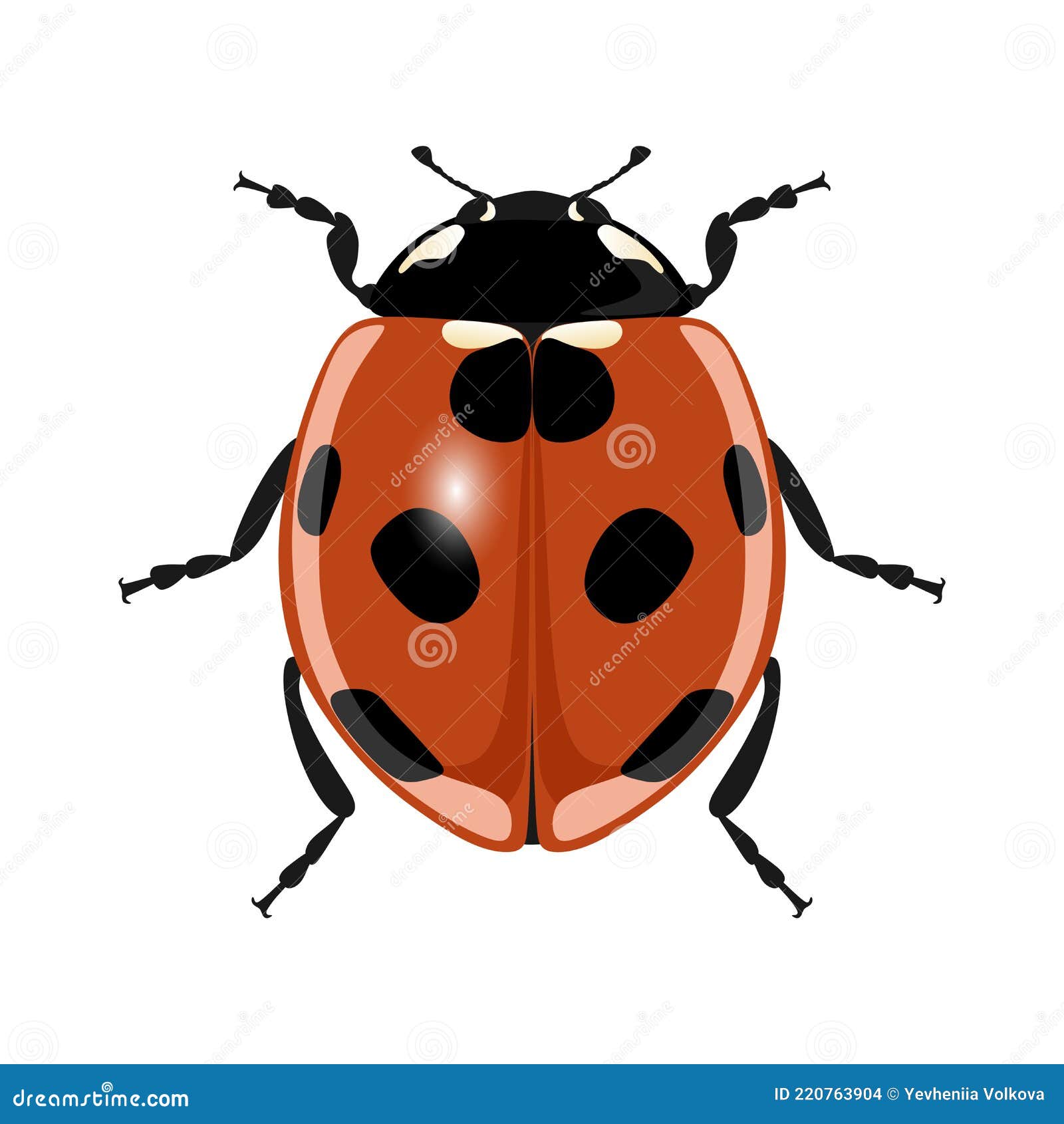 Ladybug. Ladybug on White Background Stock Vector - Illustration of ...