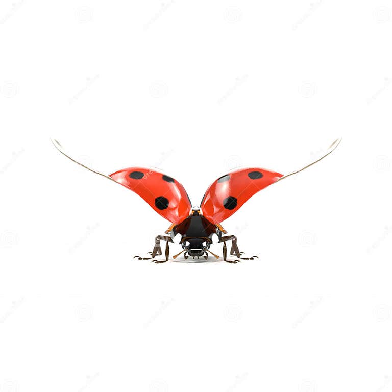 Ladybug on White. Front View. 3D Illustration Stock Illustration ...