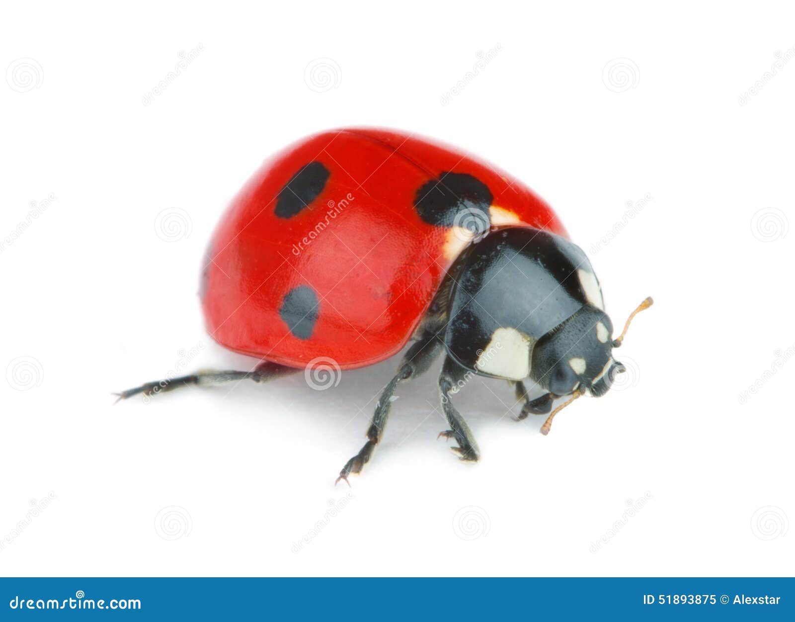 Ladybug on White Background Stock Image - Image of glossy, closeup ...