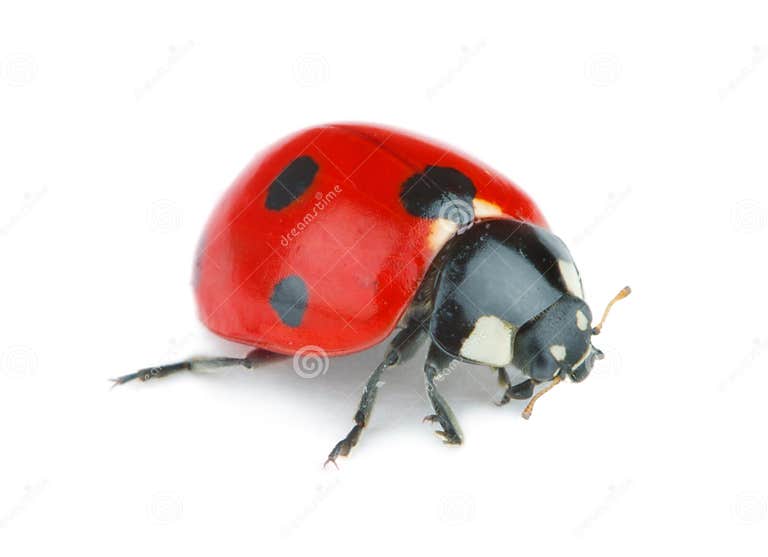 Ladybug on White Background Stock Image - Image of glossy, closeup ...