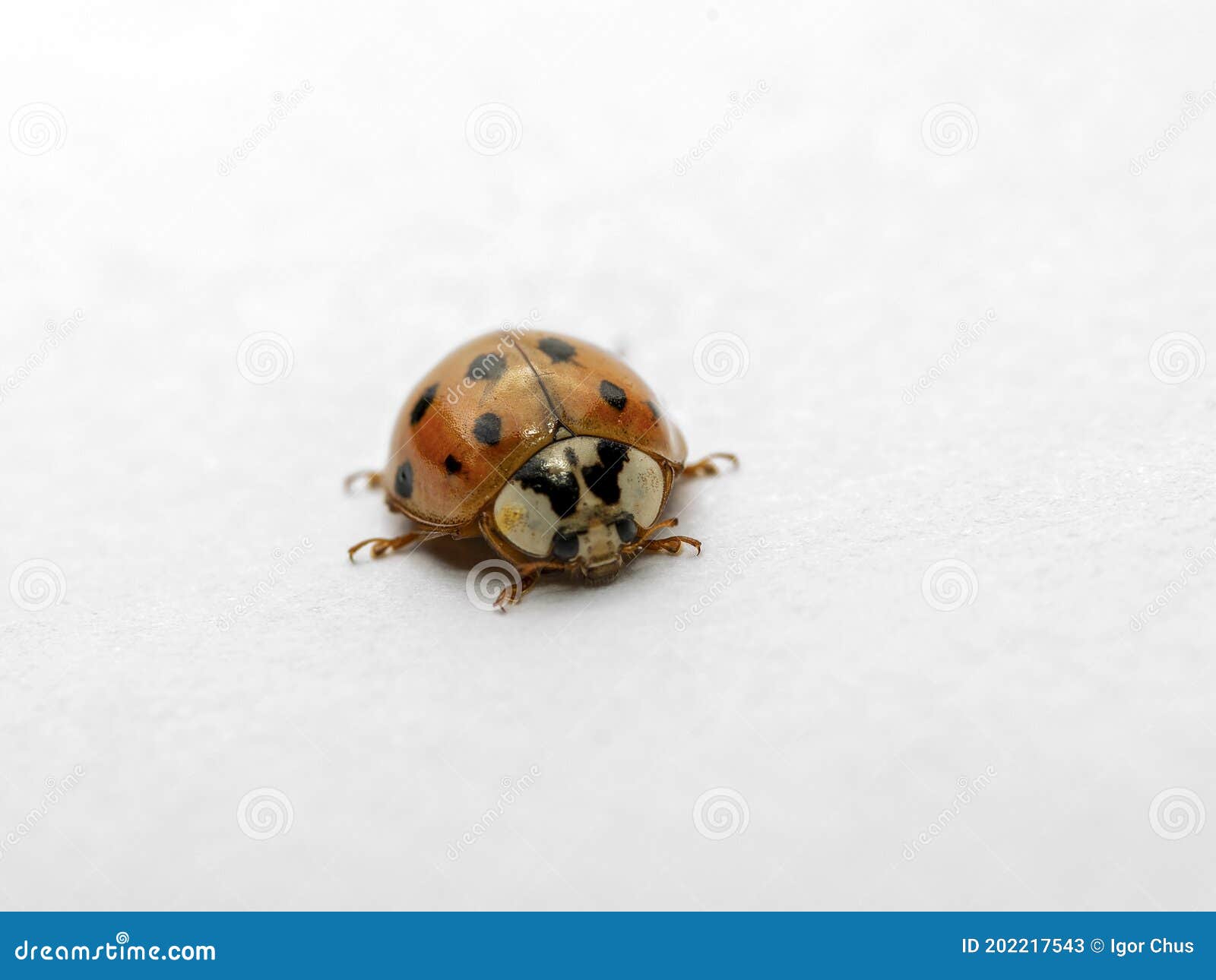 Ladybug on a White Background 2020 Stock Image - Image of isolated ...