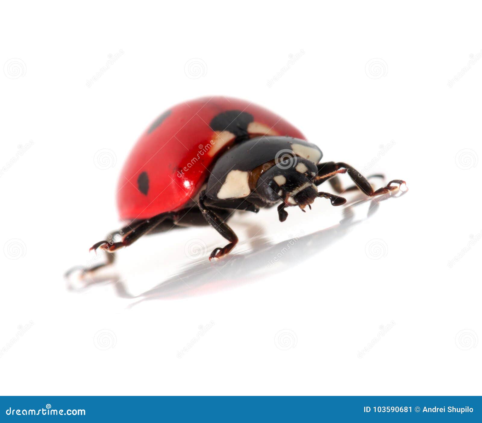 Ladybug On A White Background. Macro Stock Image - Image of nature ...