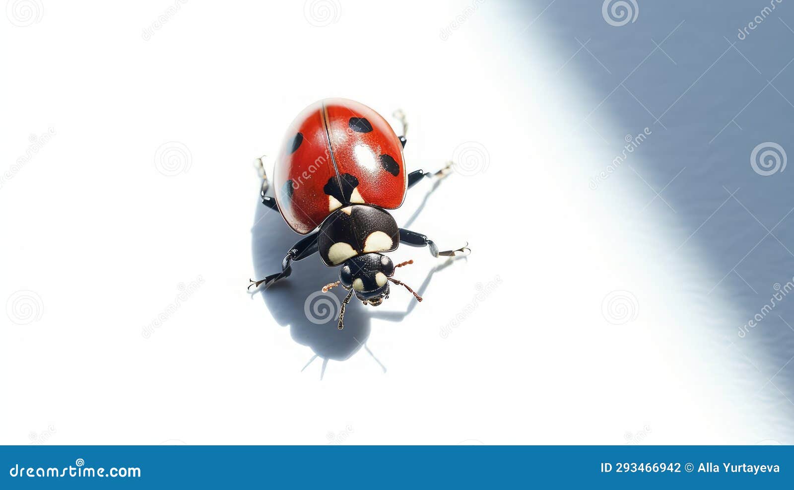 Ladybug on a White Background. View from Above Stock Illustration ...