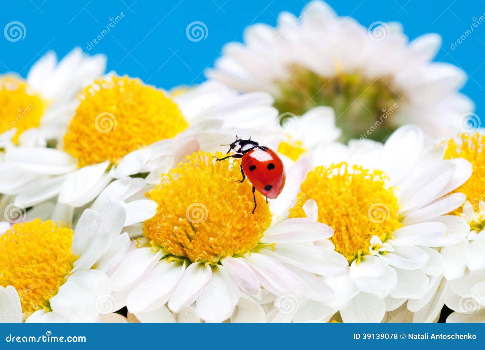 Ladybug on white flowers. stock photo. Image of nature - 39139078