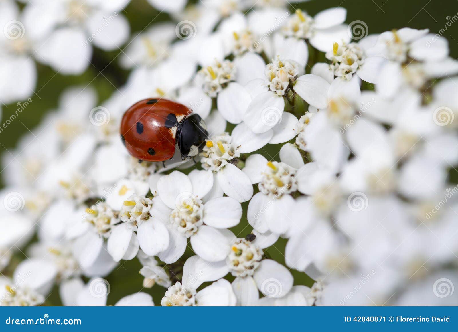 Ladybug on white flowers stock image. Image of wildflowers - 42840871