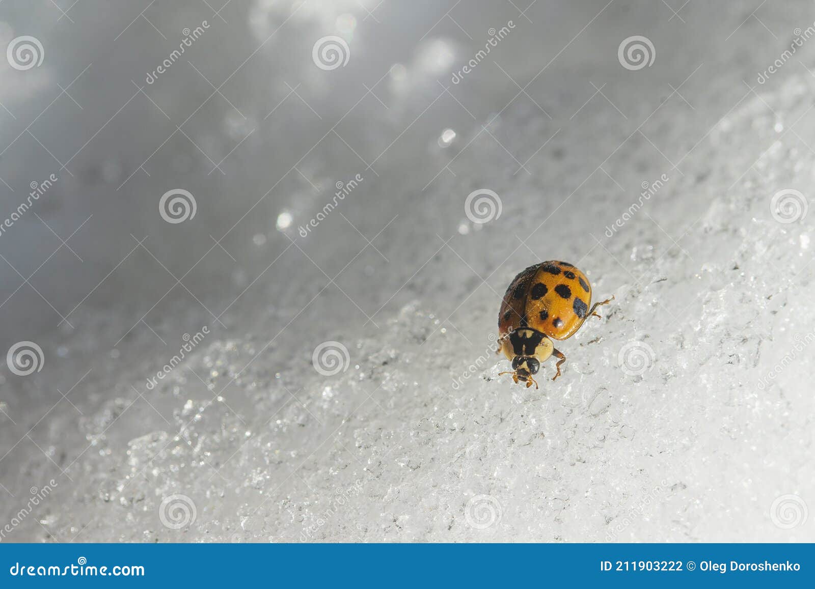 Ladybug on White Snow in Winter, Close Up Stock Photo - Image of ...