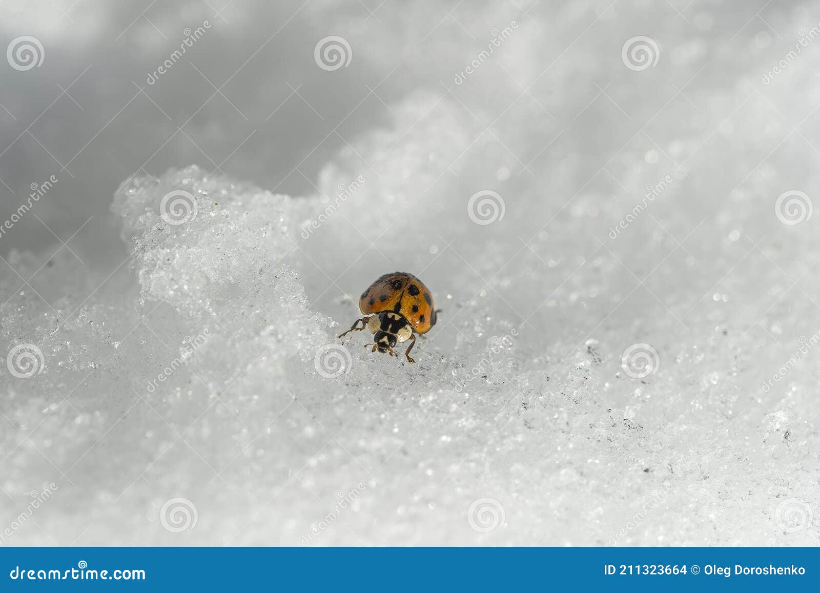 Ladybug on White Snow in Winter, Close Up Stock Photo - Image of ...