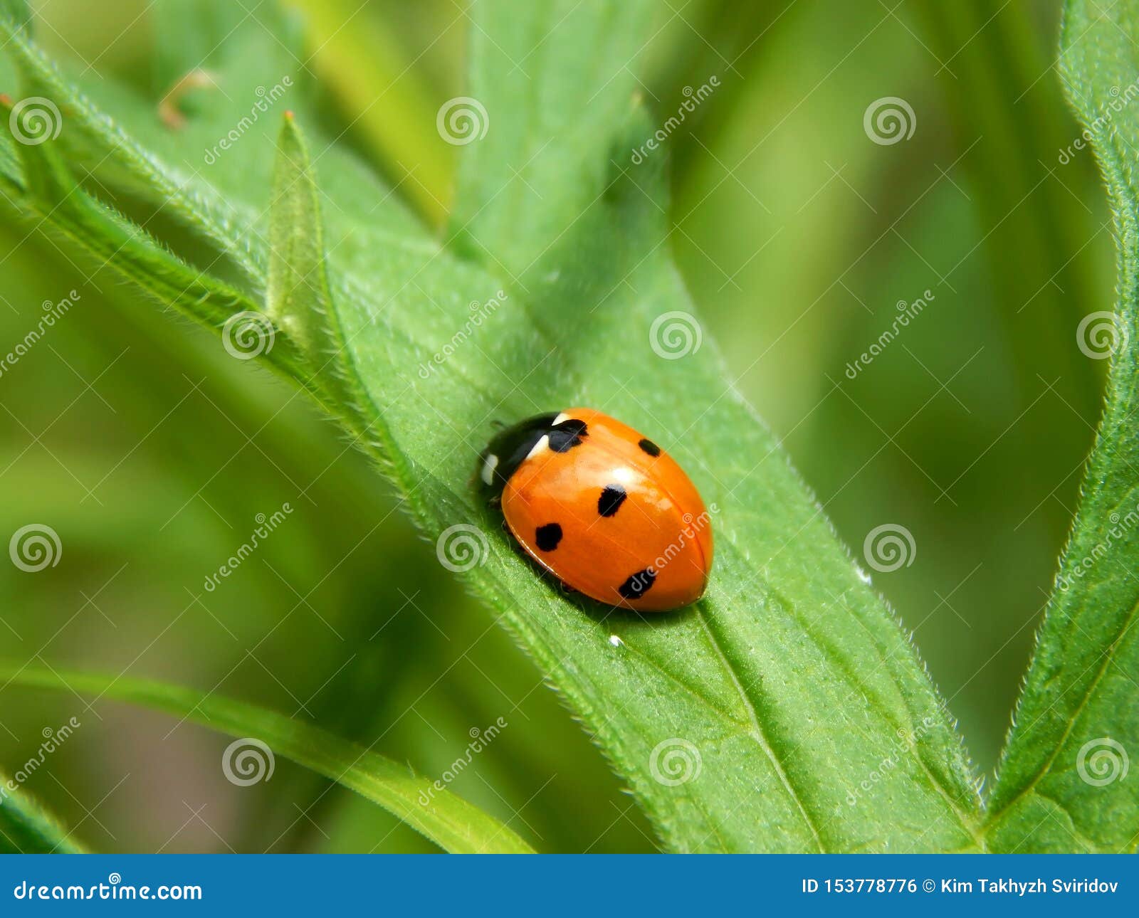 Ladybug in the Wild Close Up Stock Photo - Image of color, flora: 153778776