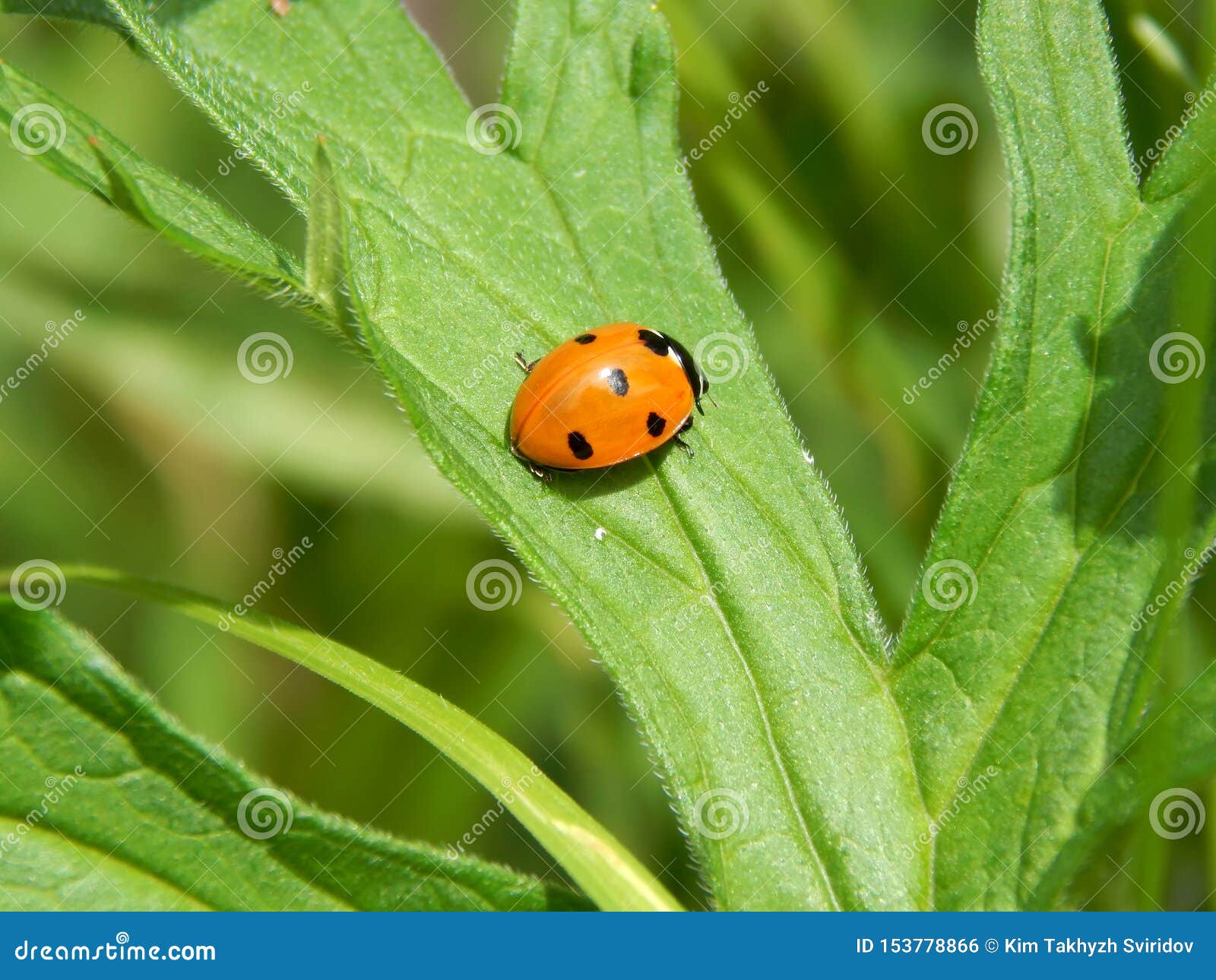 Ladybug in the Wild Close Up Stock Photo - Image of fauna, entomology ...