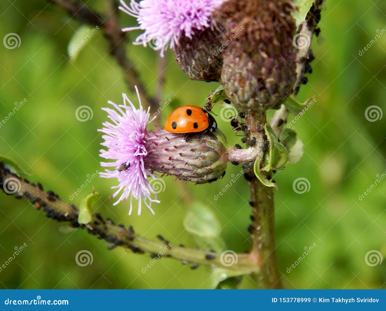 Ladybug in the Wild Close Up Stock Image - Image of fresh, environment ...
