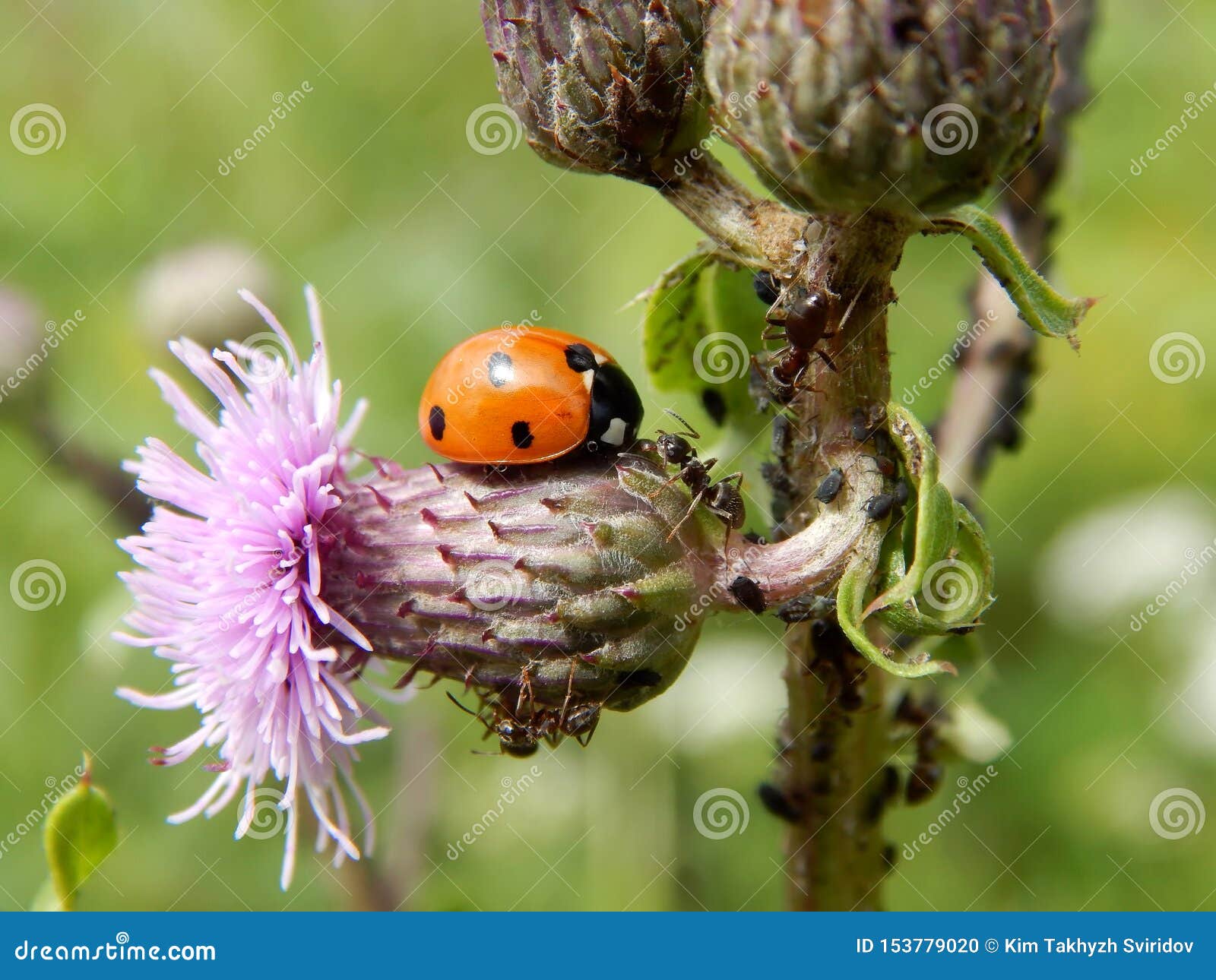Ladybug in the Wild Close Up Stock Photo - Image of freshness ...
