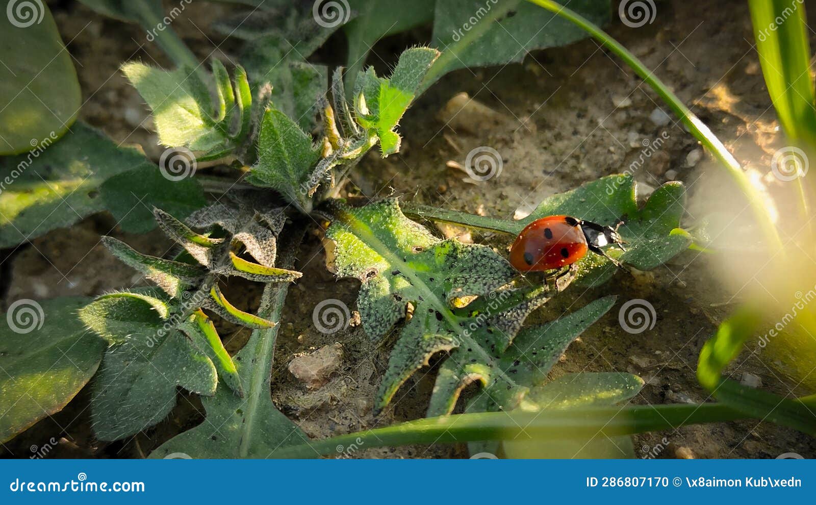 Ladybug in wild nature stock photo. Image of wild, green - 286807170