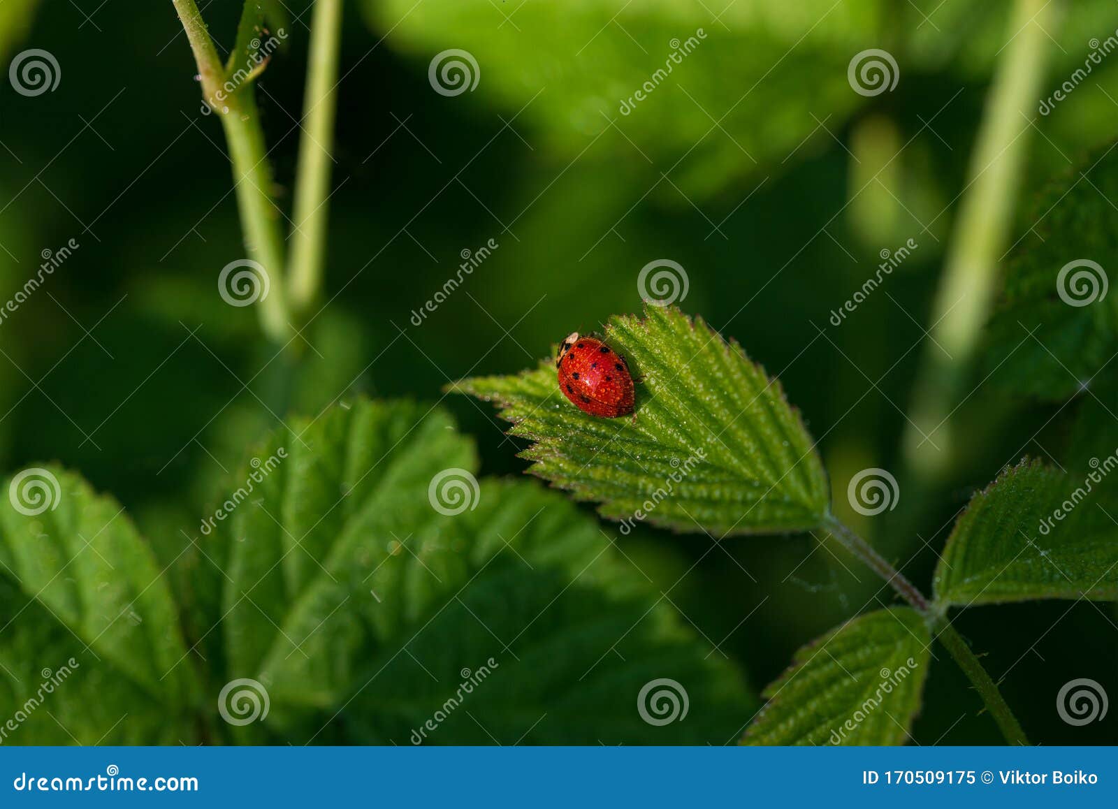 Ladybug Drinking Fresh Morning Dew. Stock Image - Image of beetle ...