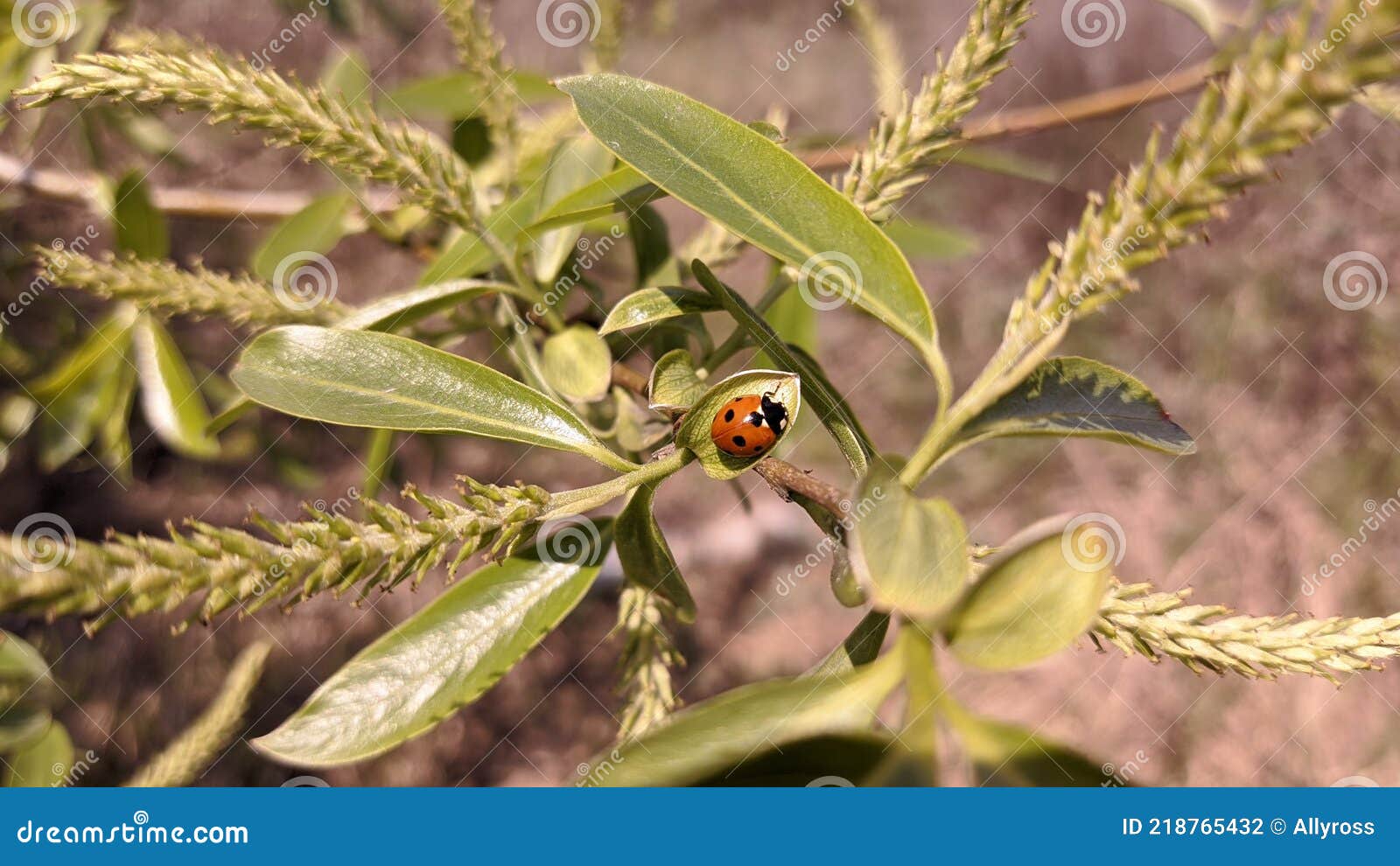 Ladybug on a leaf stock photo. Image of life, ladybug - 218765432