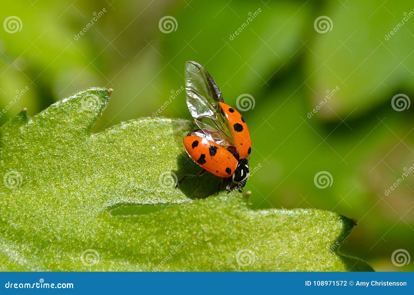 LADYBUG WING stock photo. Image of beautiful, orange - 108971572