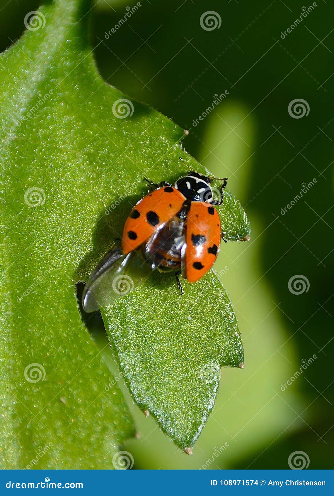 LADYBUG WING stock photo. Image of spring, stretching - 108971574