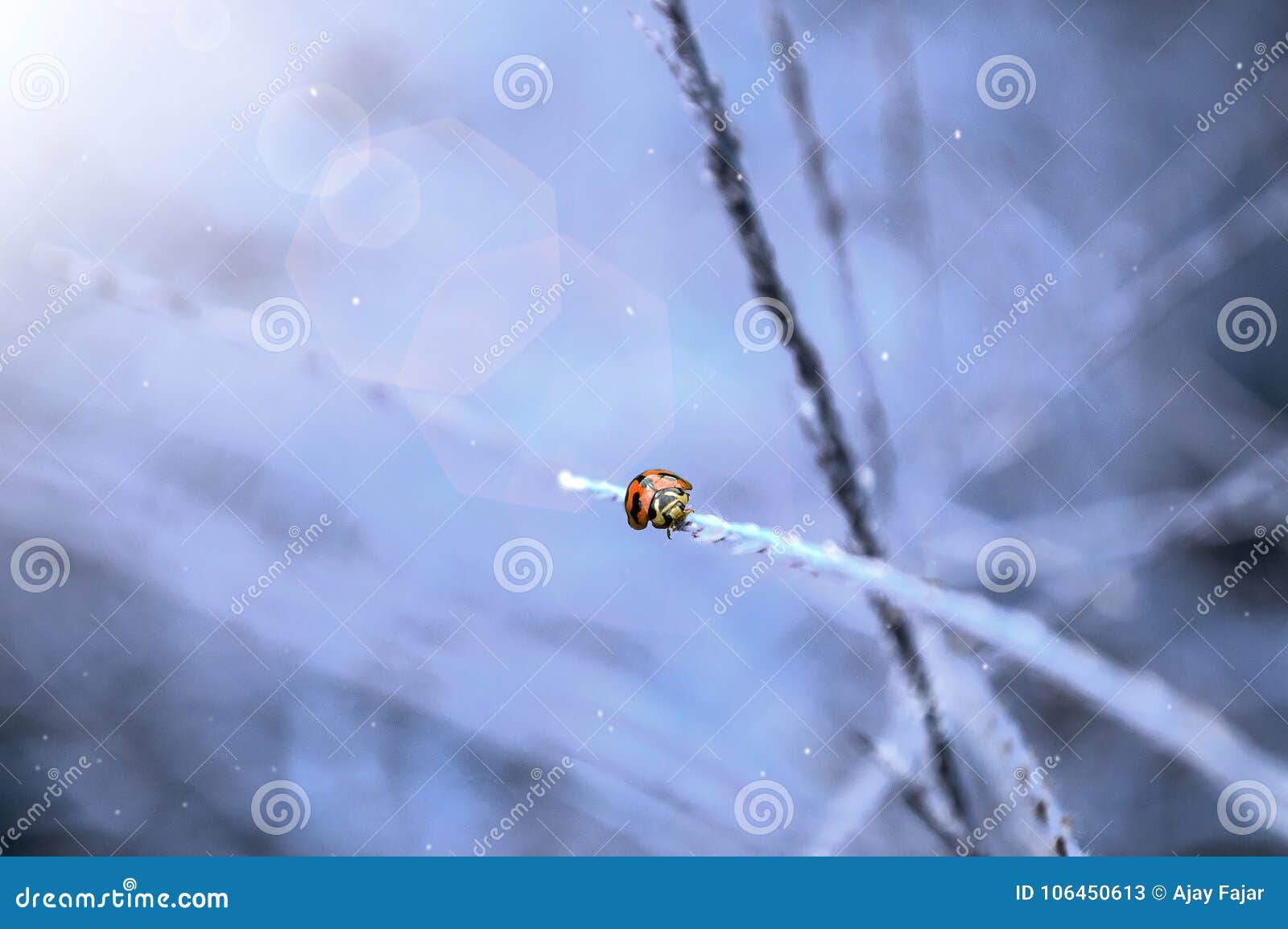 LadyBug in the Winter stock image. Image of macro, beautiful - 106450613