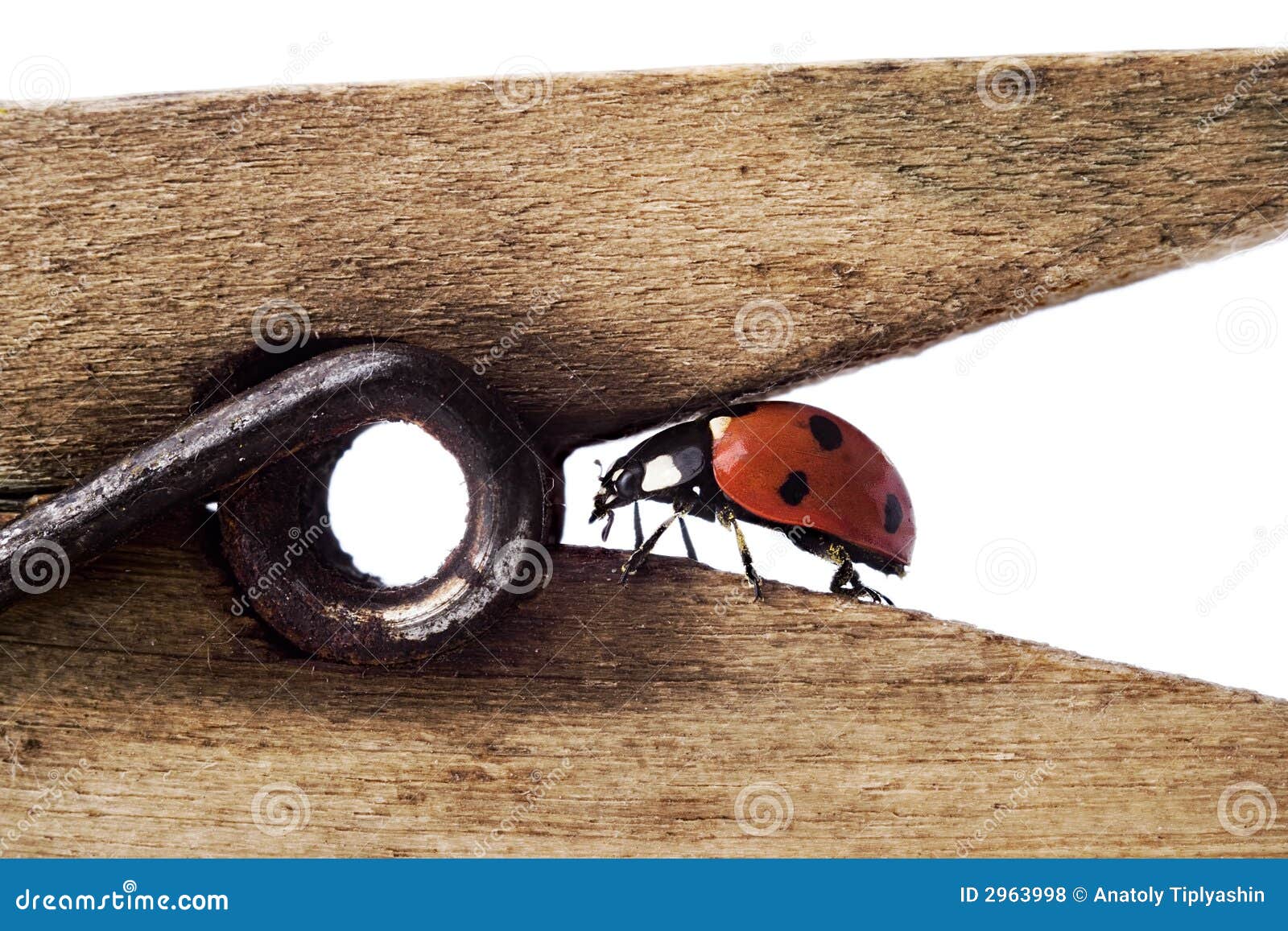 Ladybug on Wodden Clothes-peg Stock Photo - Image of blossom, summer ...