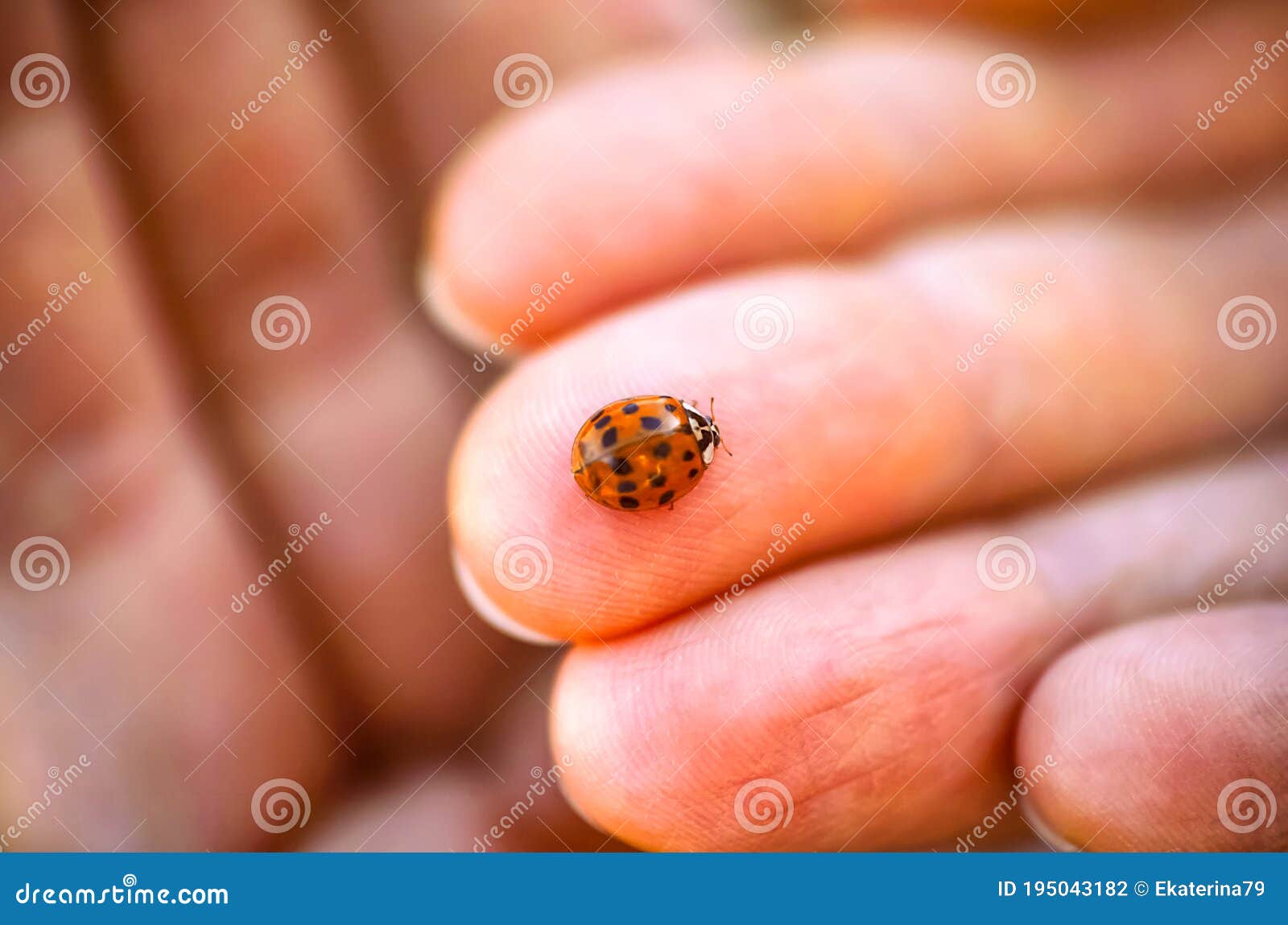 Ladybug on woman fingers stock photo. Image of outdoors - 195043182