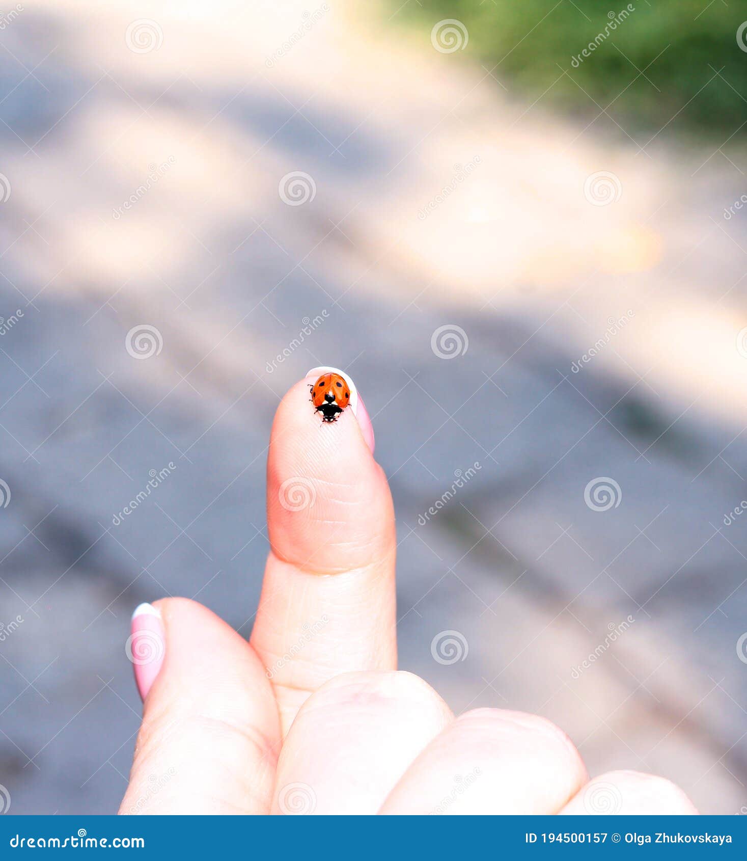 Ladybug on a Woman`s Finger. Cute Insects Stock Image - Image of ...