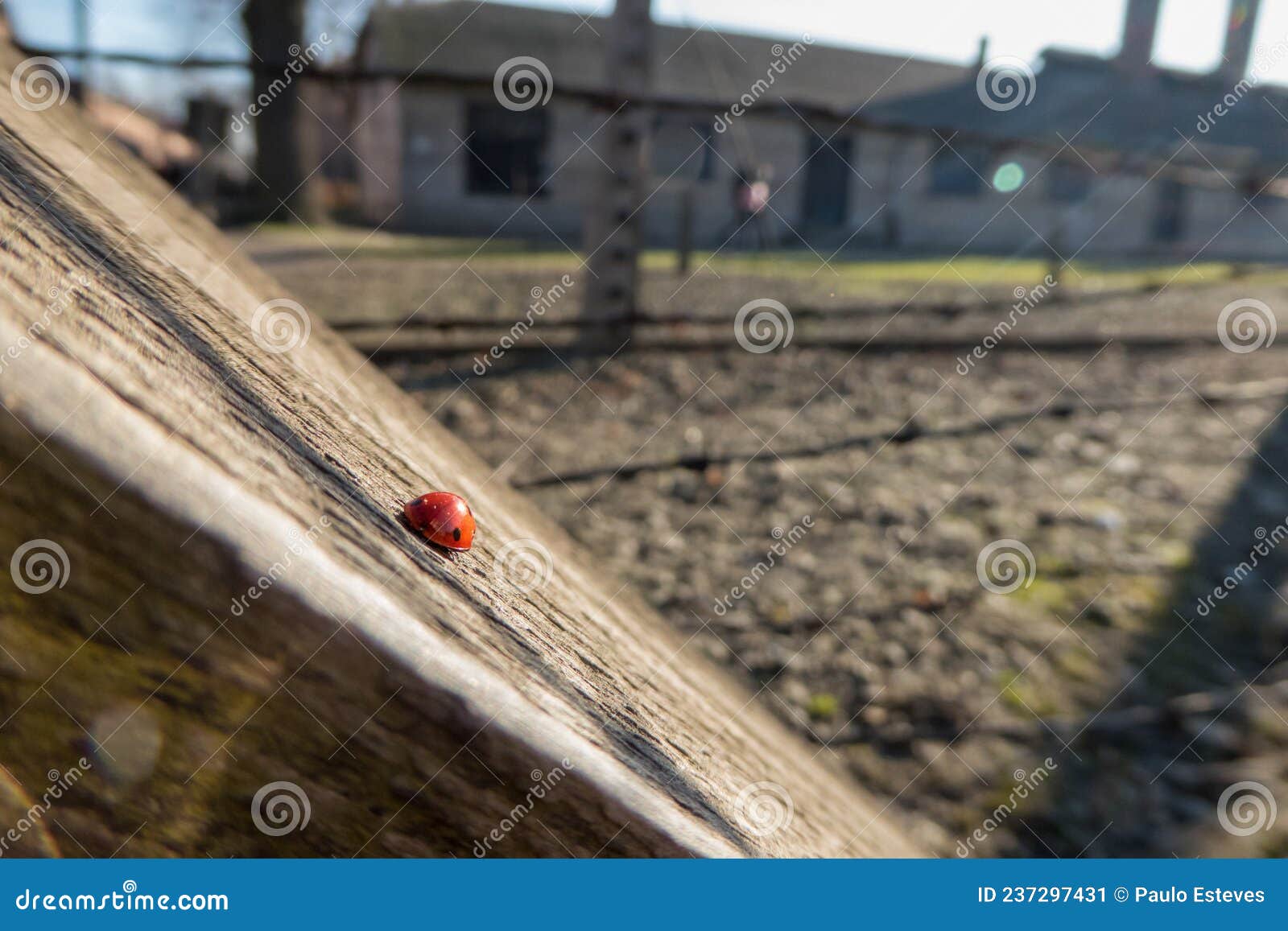 Ladybug on Wooden Beam in Auschwitz Concentration Camp Editorial Photo ...