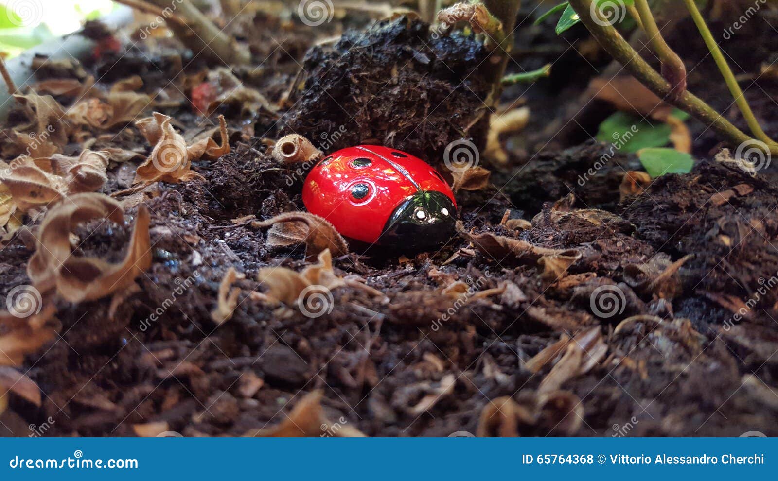 Ladybug in the woods stock photo. Image of easter, summer - 65764368