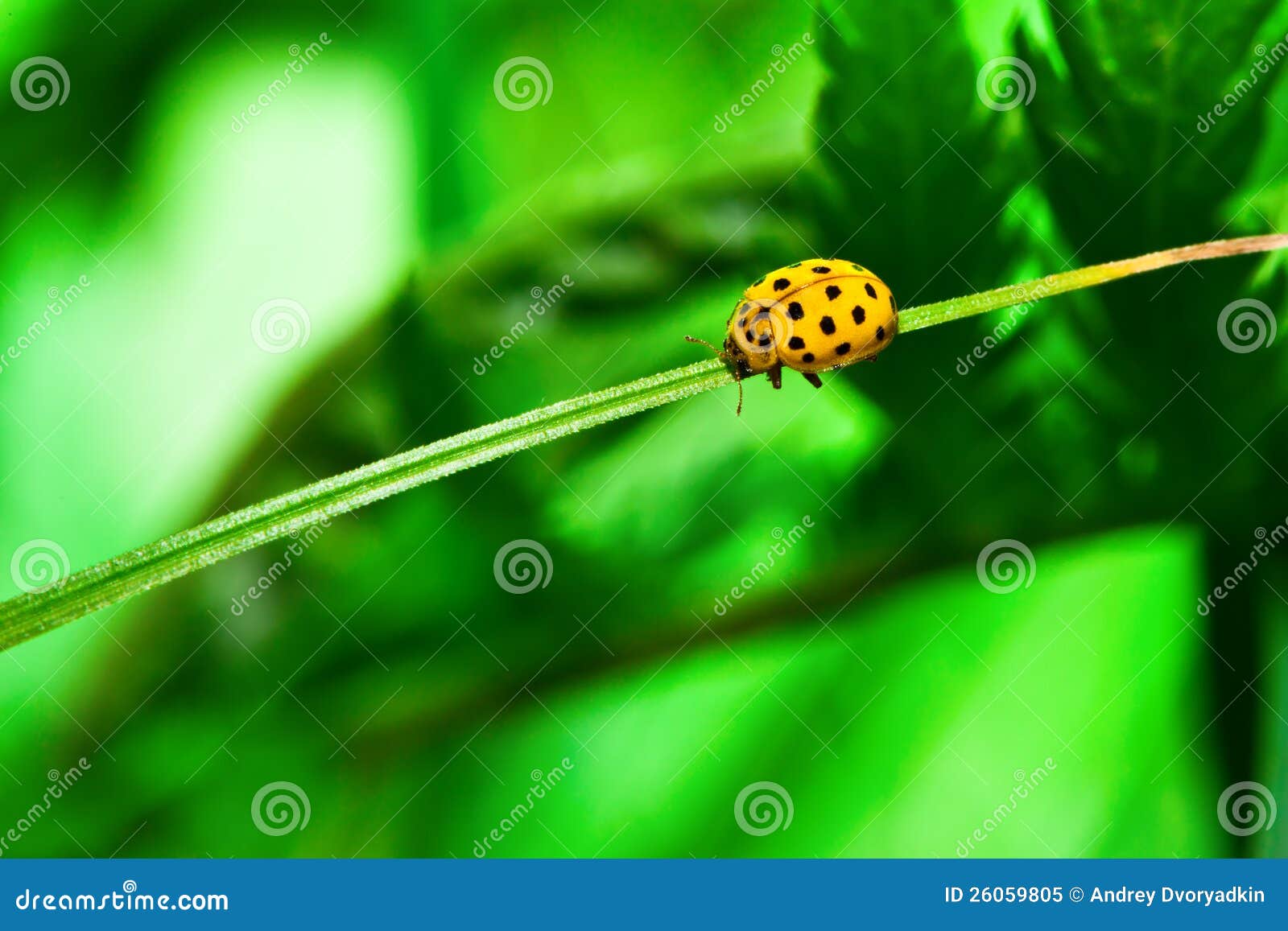 Ladybug of yellow stock image. Image of small, black - 26059805