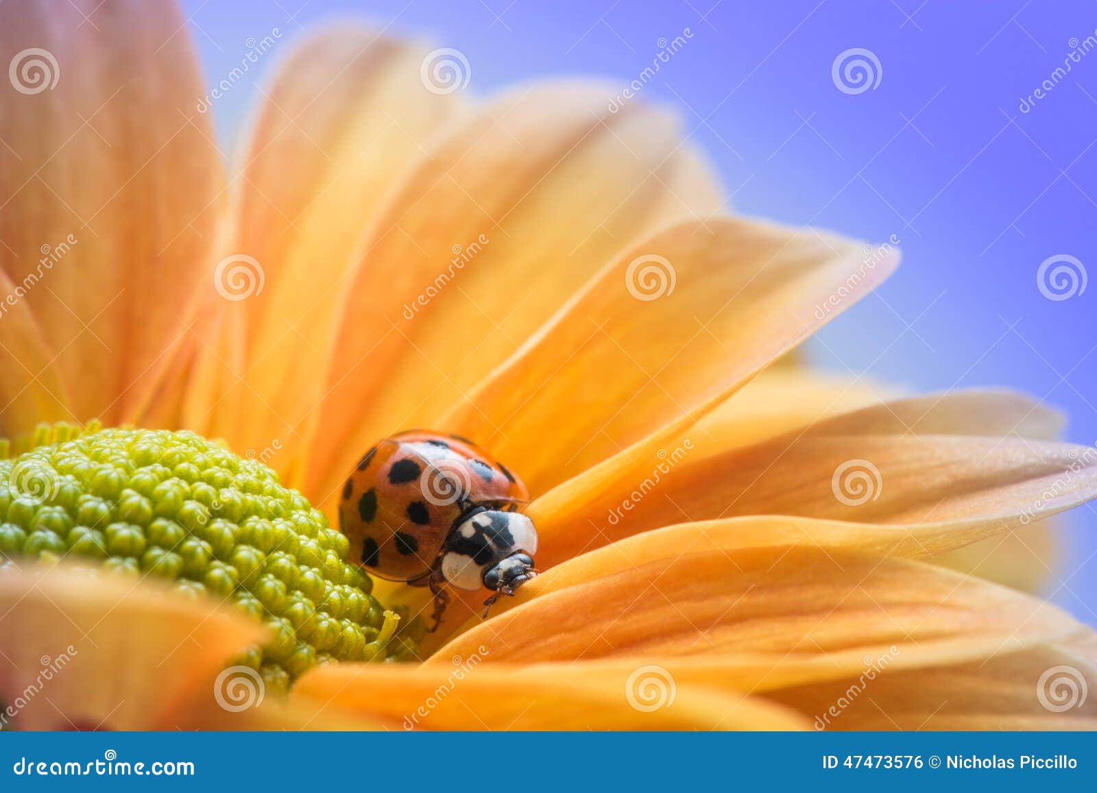 Ladybug on Yellow Daisy stock photo. Image of environmental - 47473576