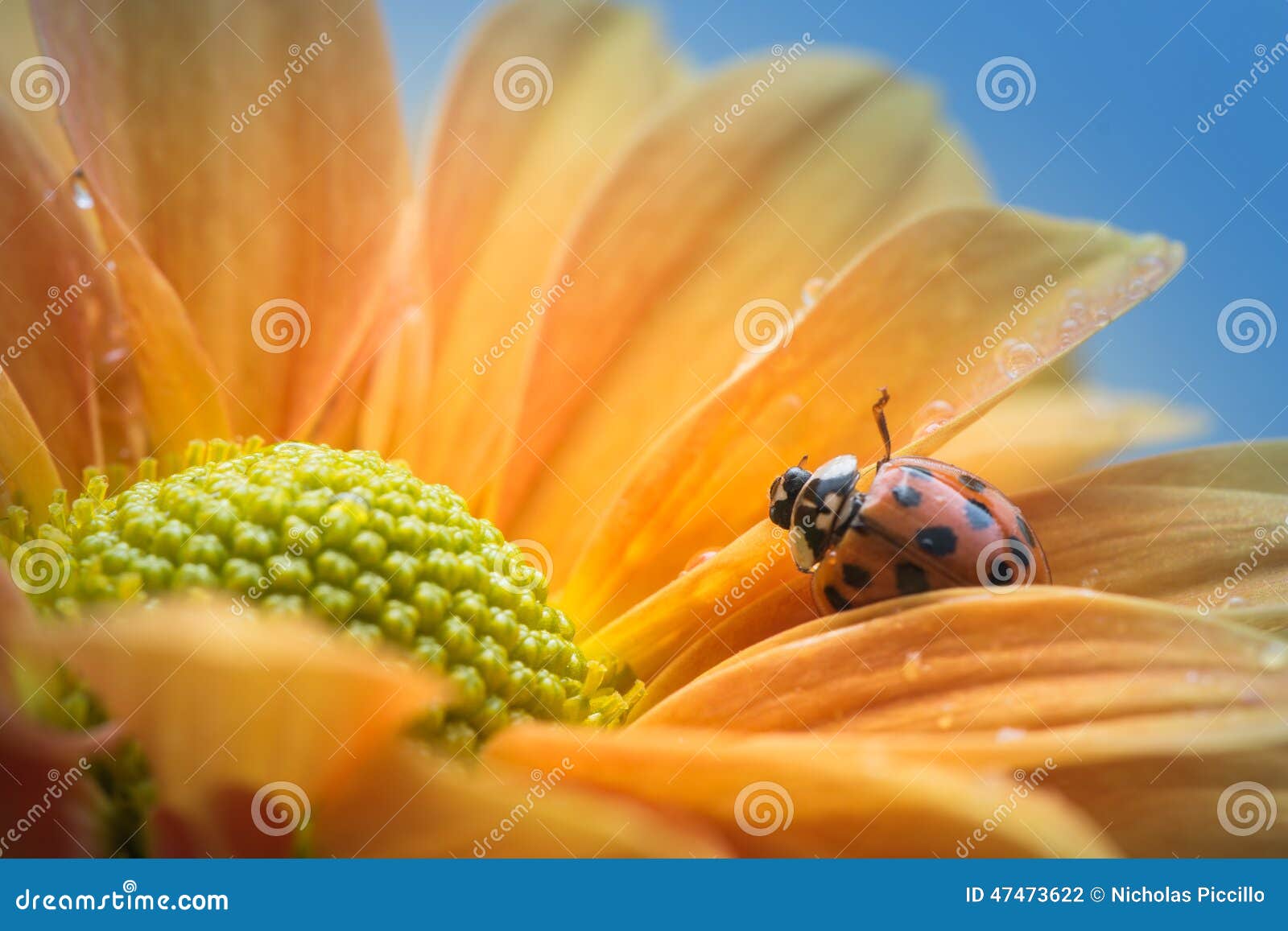 Ladybug on Yellow Daisy stock photo. Image of close, nature - 47473622