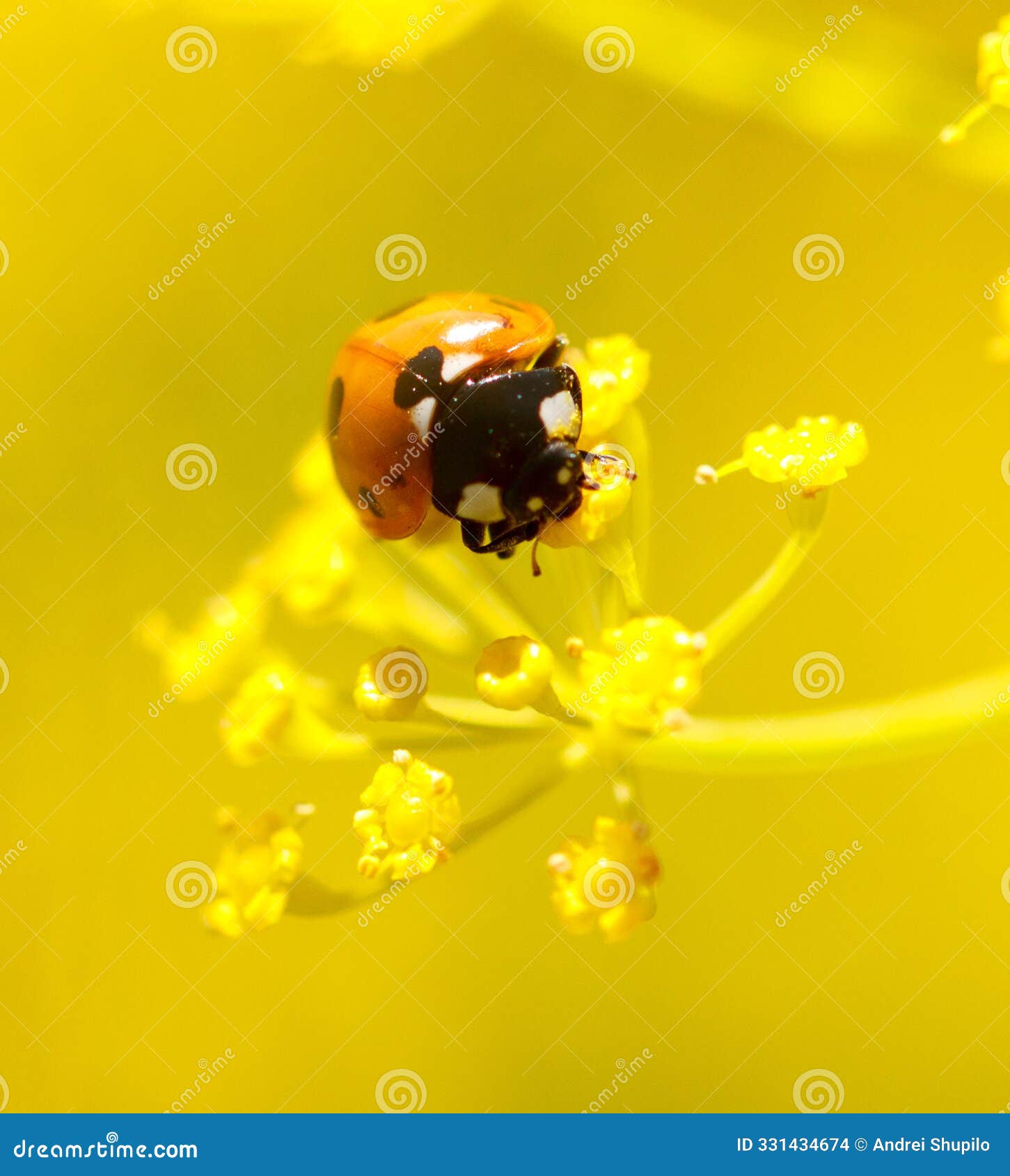 Ladybug on Yellow Dill Flowers. Macro Stock Photo - Image of white ...