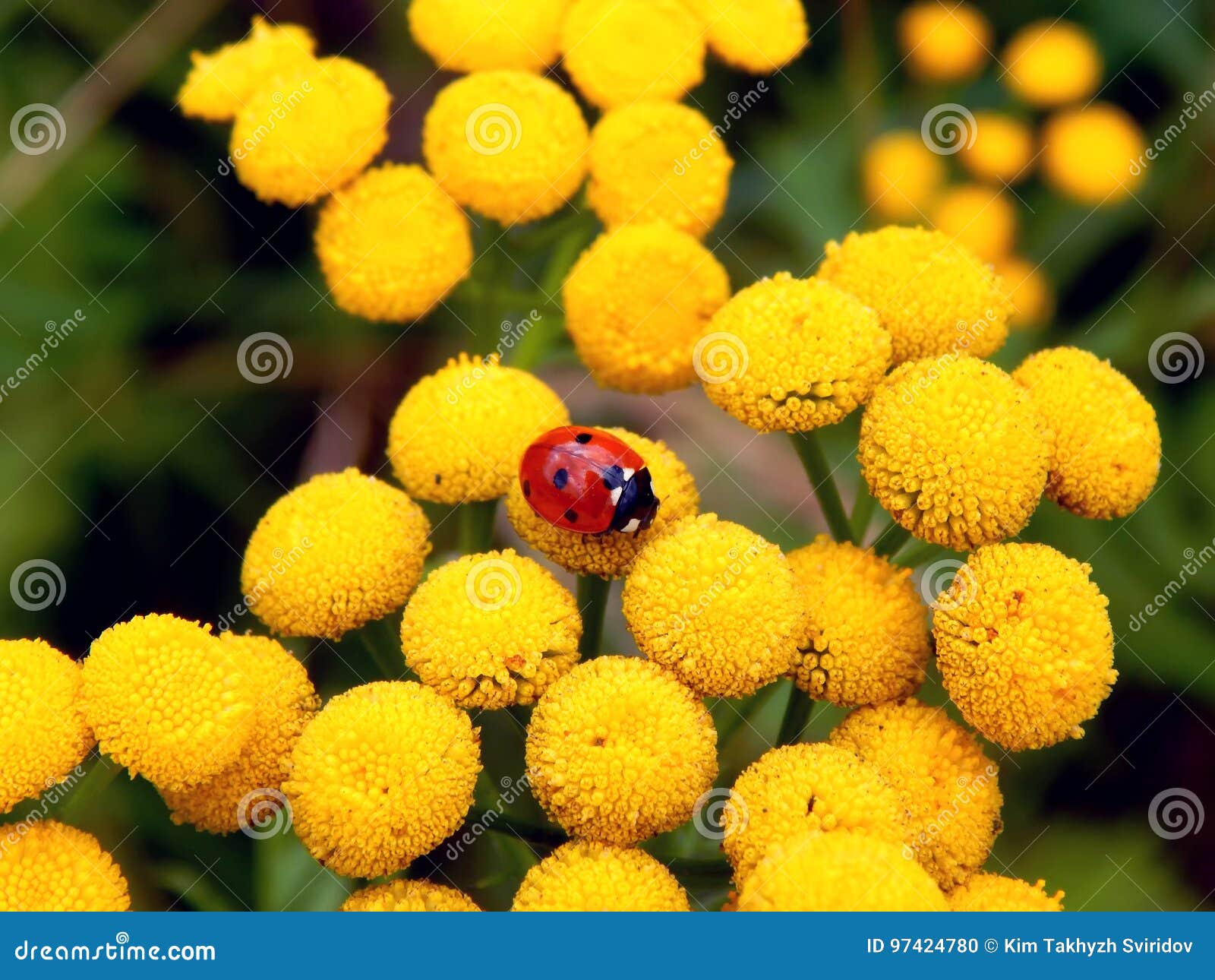 Ladybug on Yellow Meadow Flowers Stock Photo - Image of meadow ...