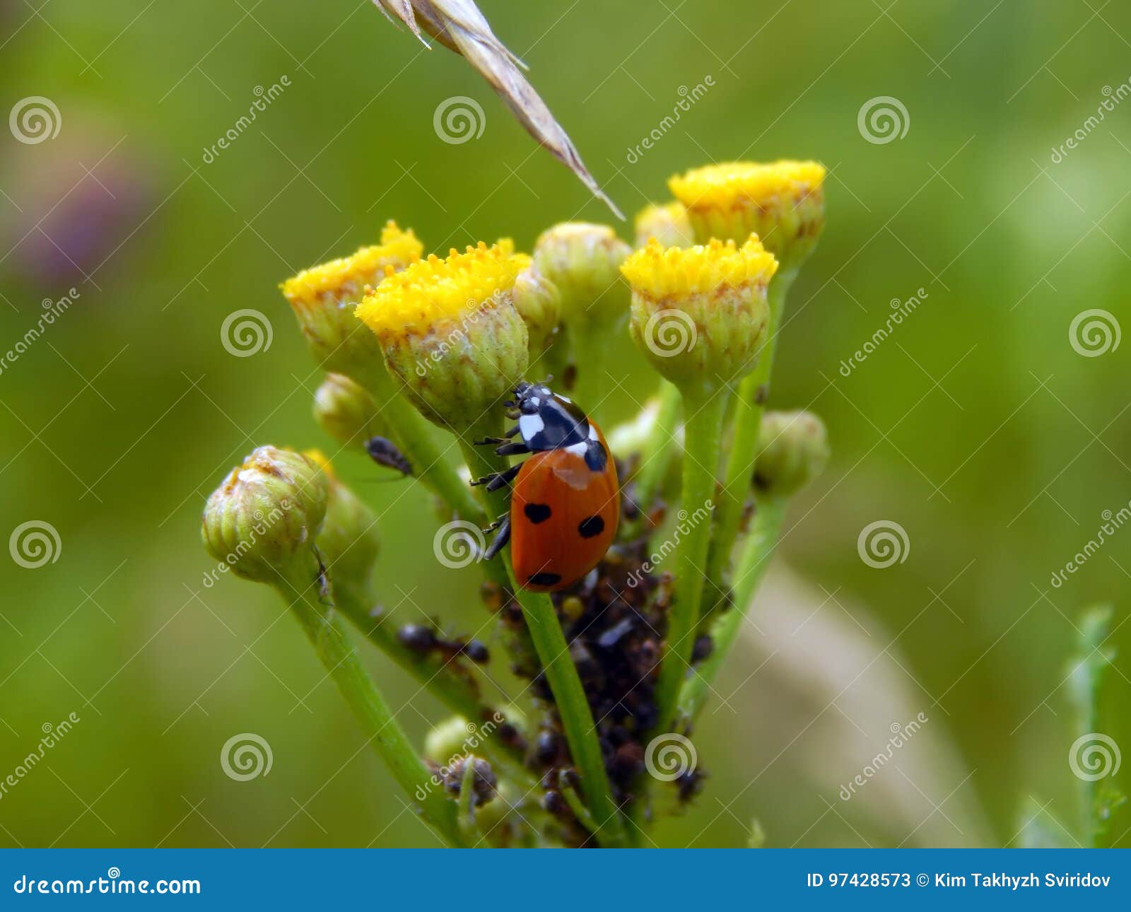 Ladybug on Yellow Meadow Flowers Stock Image - Image of flowers ...