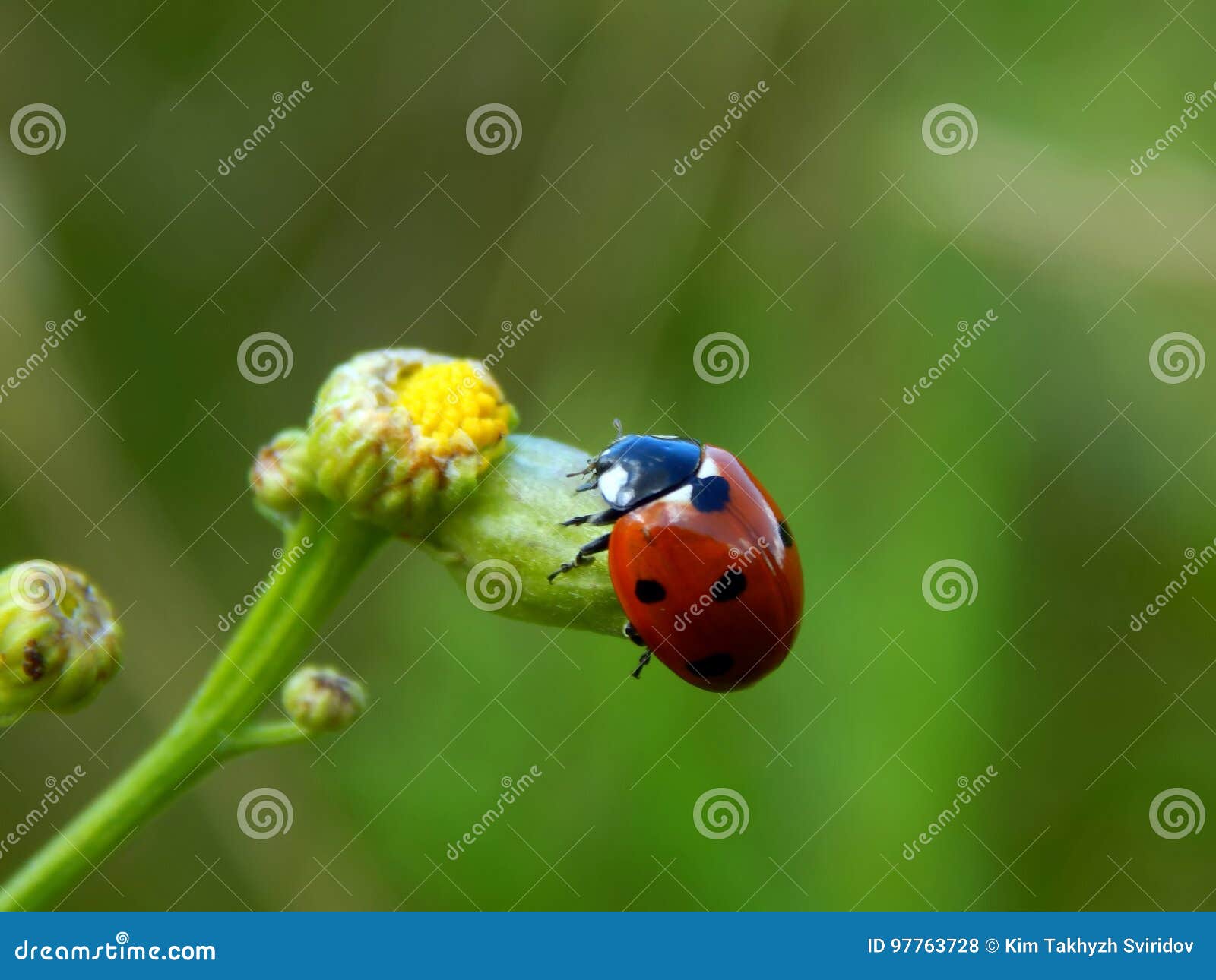 Ladybug on Yellow Meadow Flowers Stock Photo - Image of black, animal ...