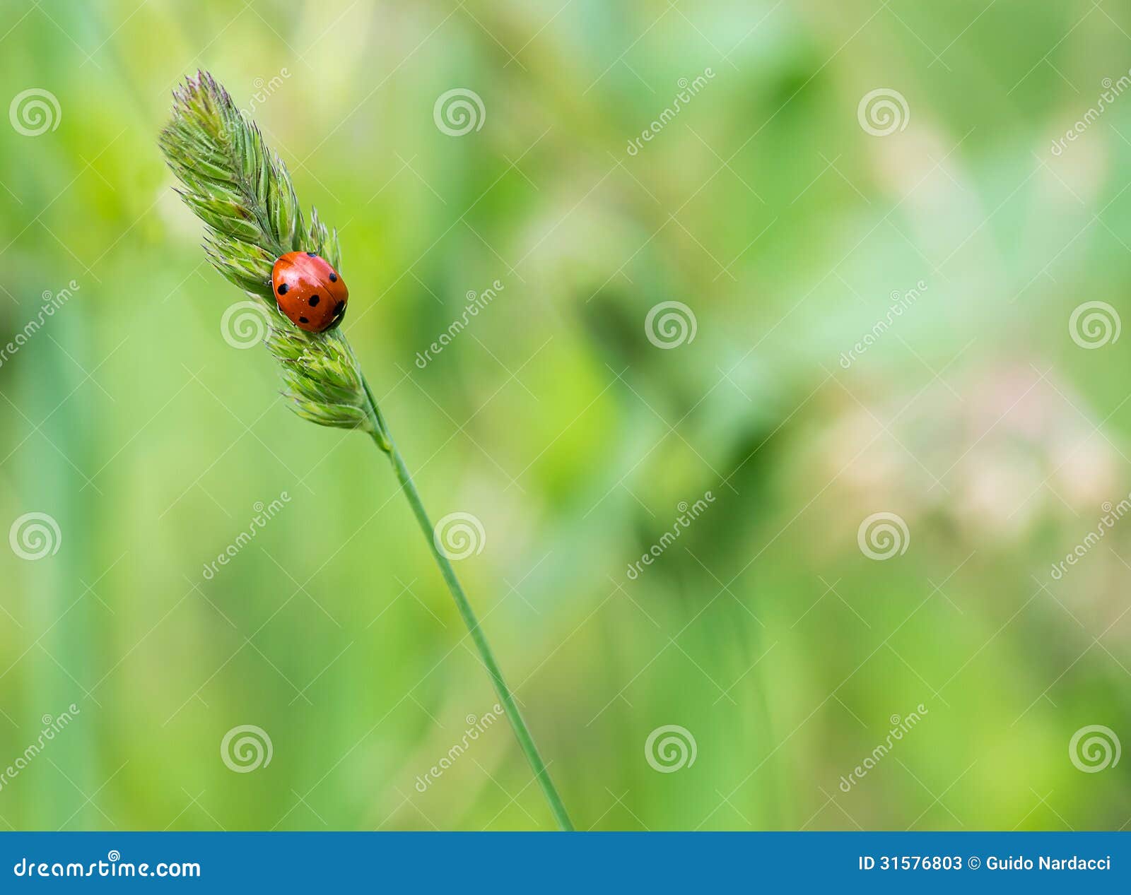 Ladybugon an ear stock image. Image of nature, green - 31576803