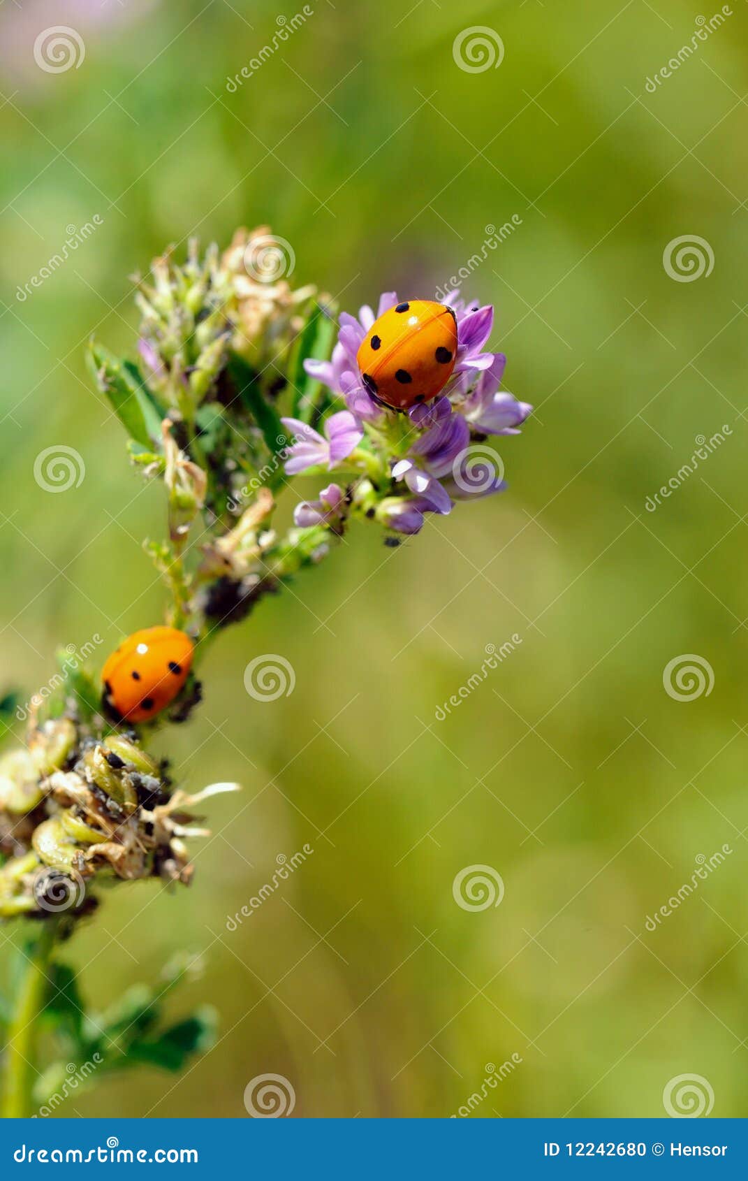 Ladybugs stock photo. Image of ladybug, point, beetle - 12242680