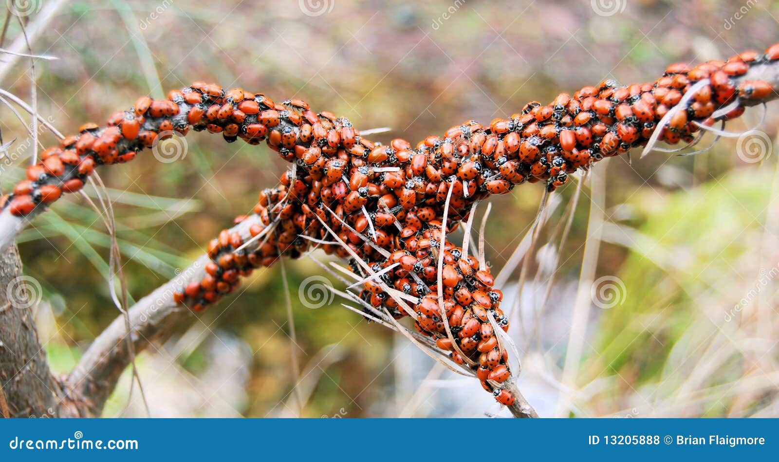 Ladybugs stock photo. Image of gathering, group, small - 13205888