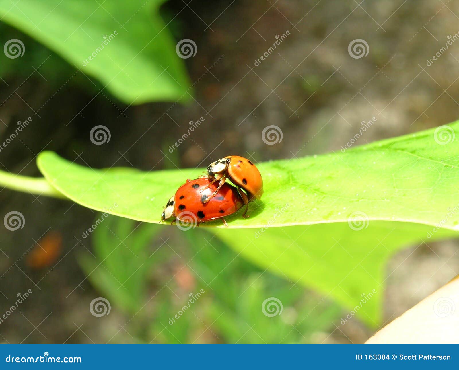 Ladybugs stock photo. Image of ladybug, reproduce, mount - 163084