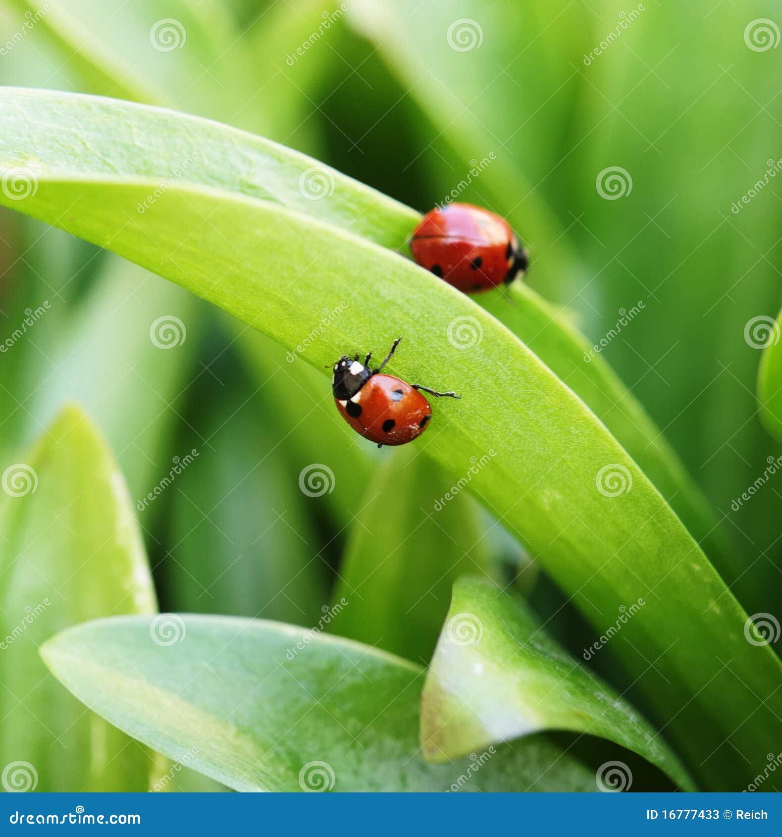 Ladybugs stock image. Image of plant, green, leaf, spot - 16777433